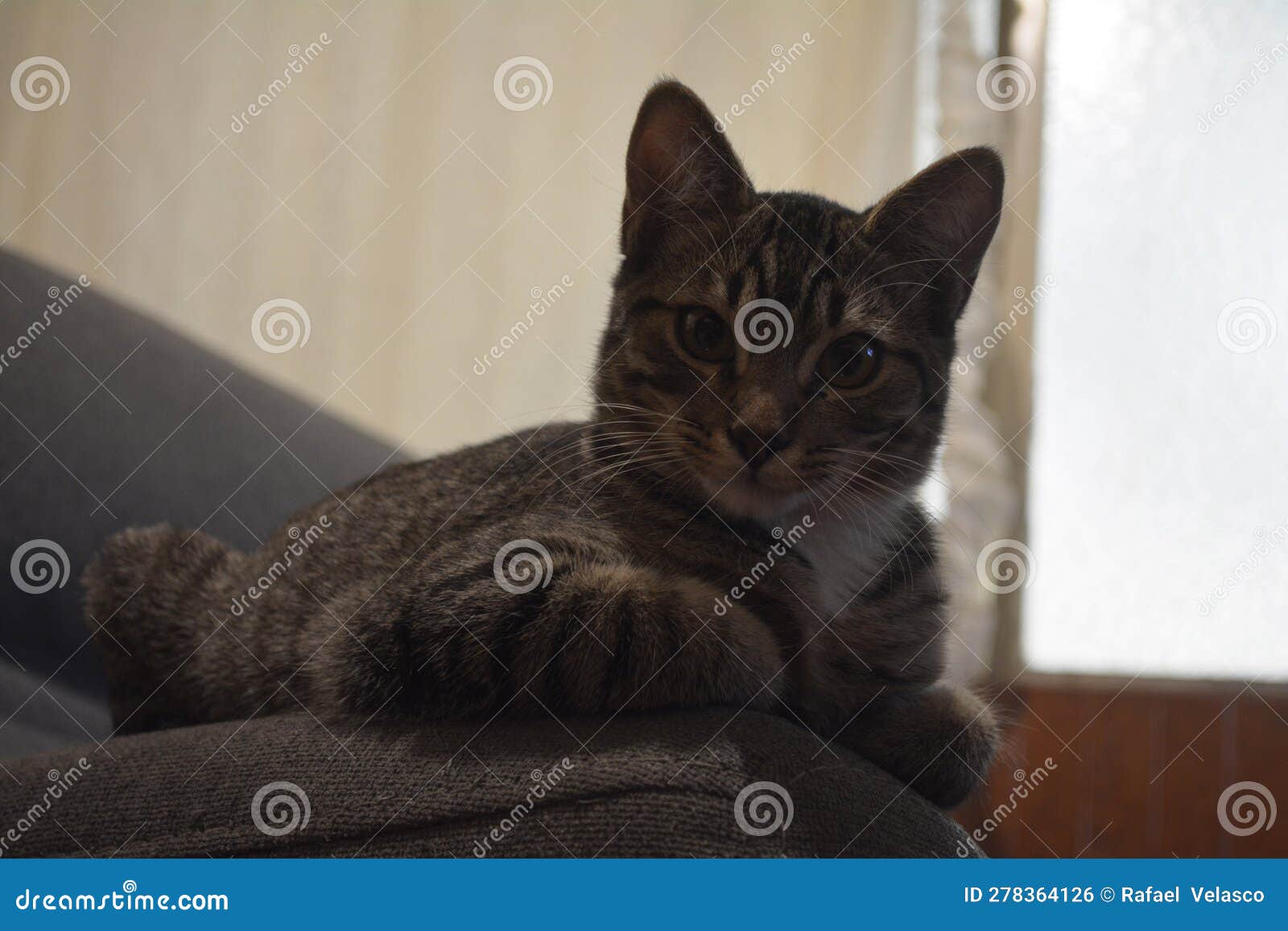 Little Cat Looking Back To the Camera Stock Photo - Image of black ...