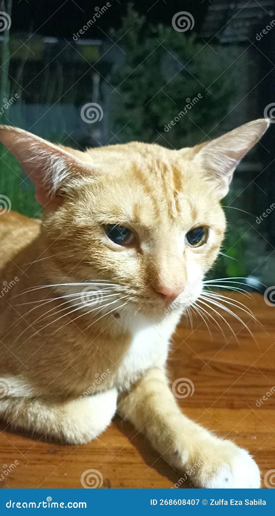 A Little Cat Lying Down with One Leg Bent Stock Image - Image of ...