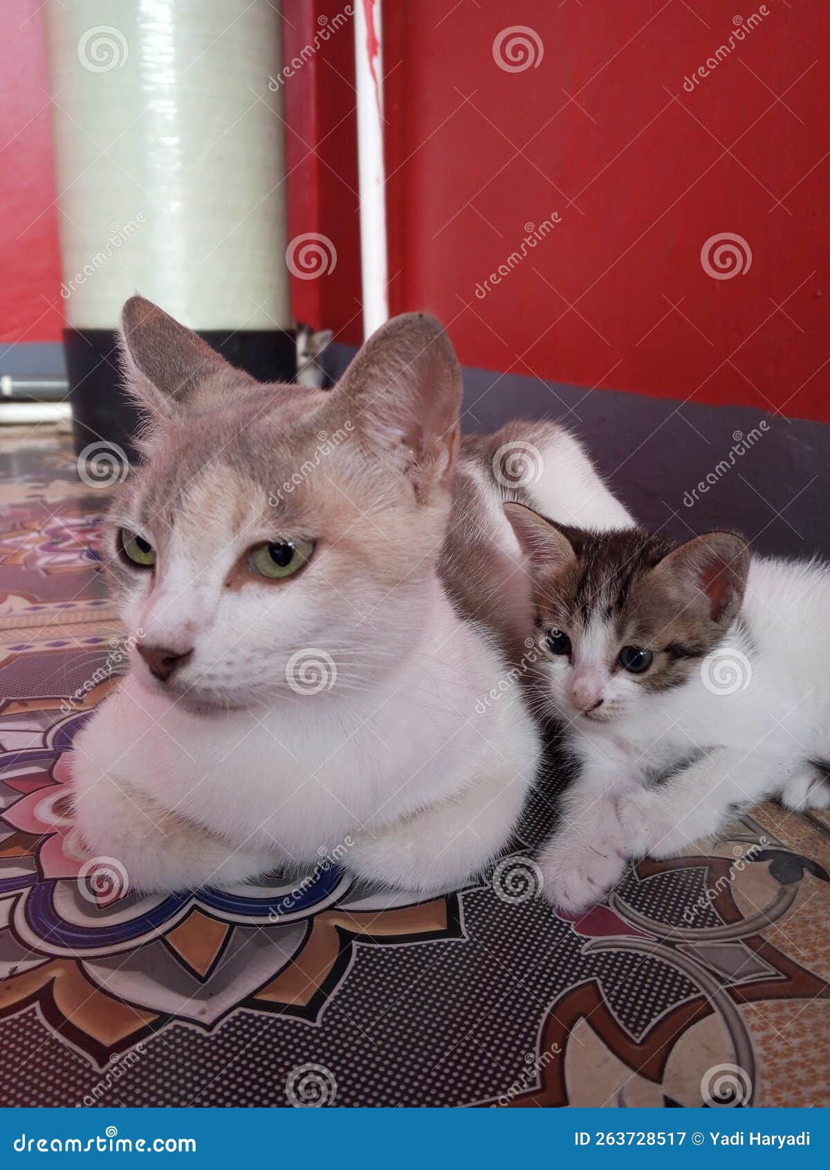 Little Cat and Cat Mom are Contemplating Stock Image - Image of nose ...