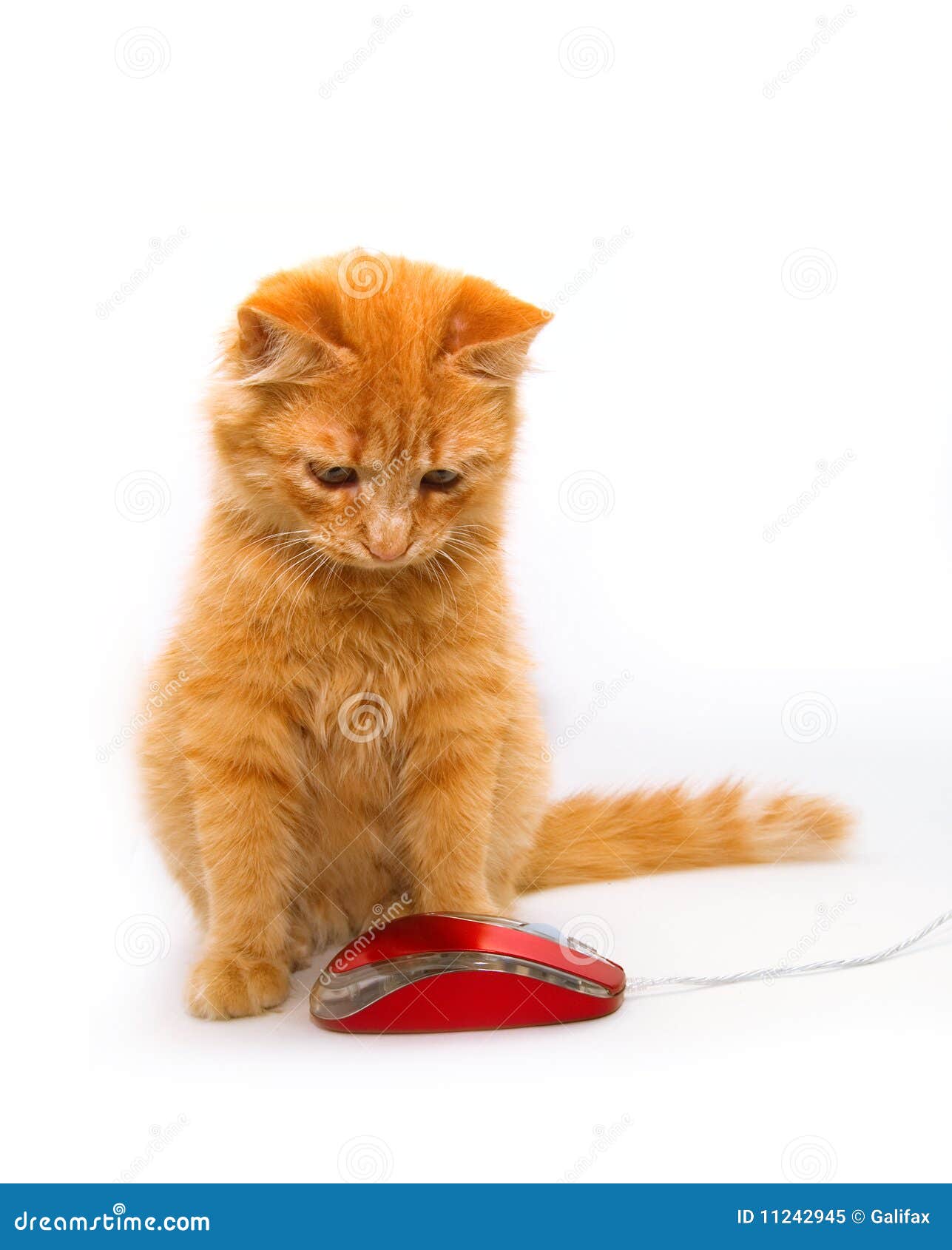 The Big Cat And The Little Mousie [1938] - chatterthepiratebay