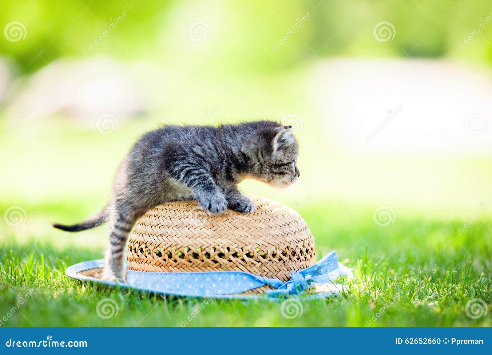 Little cat, outdoor stock photo. Image of clutches, green - 62652660