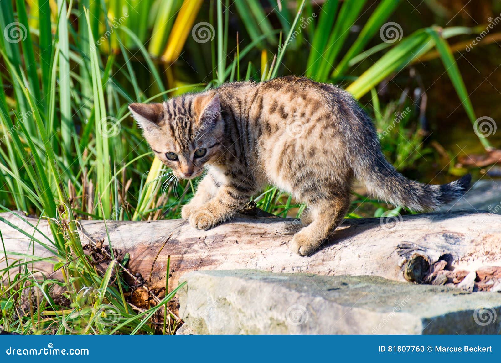 The little Cat stock photo. Image of curious, lawn, looking - 81807760