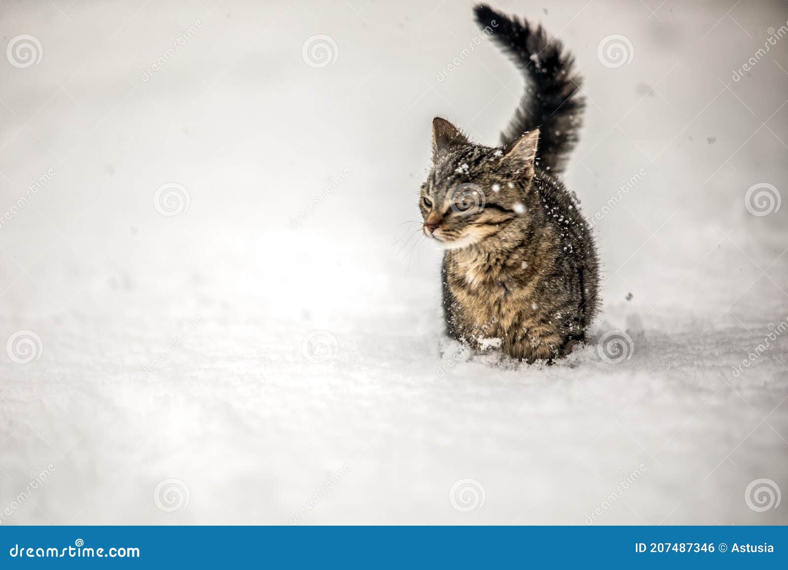 Little Cat Playing in the Snow Stock Photo - Image of breed, daylight ...