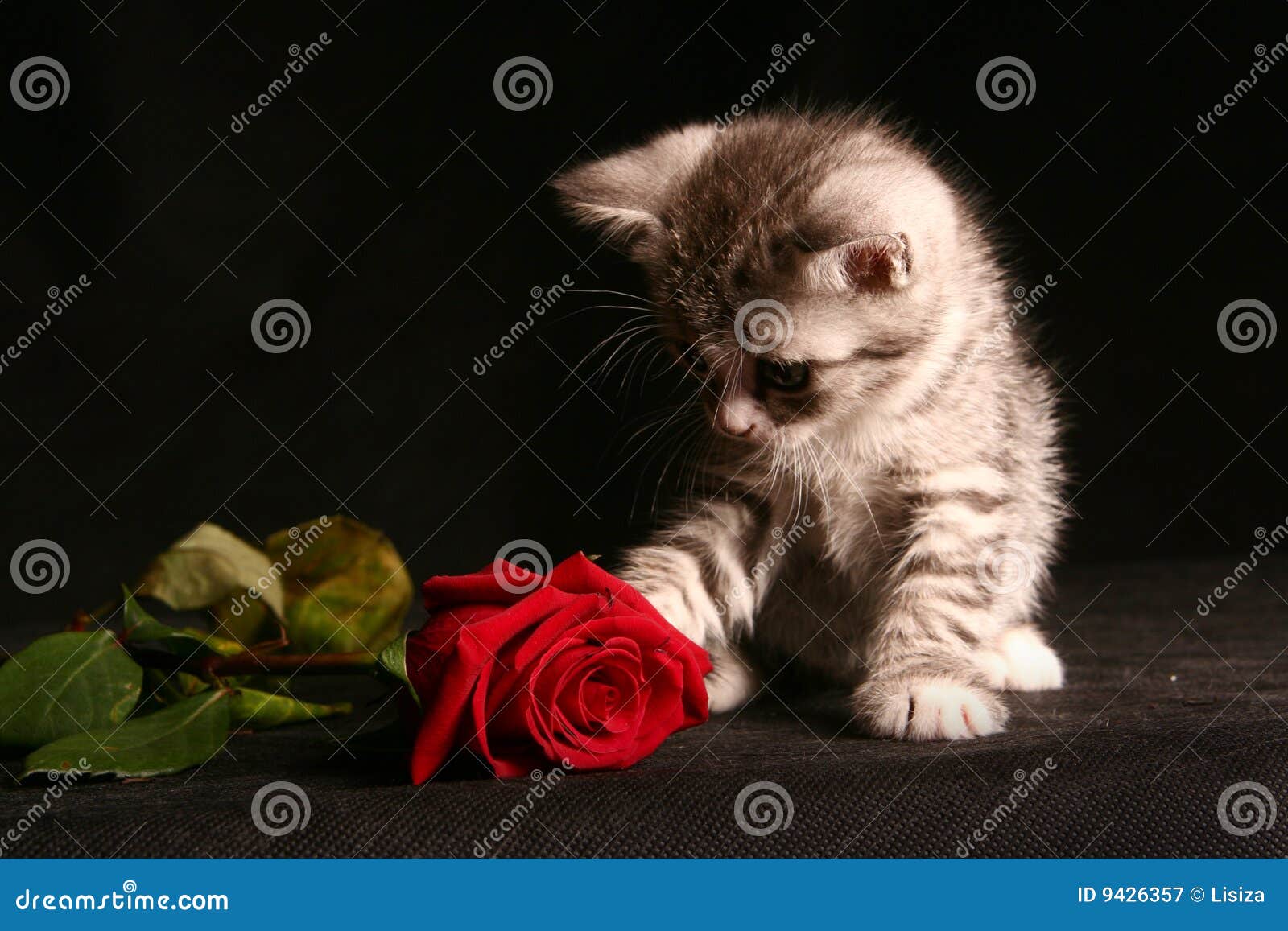 Little cat with red rose stock image. Image of season - 9426357