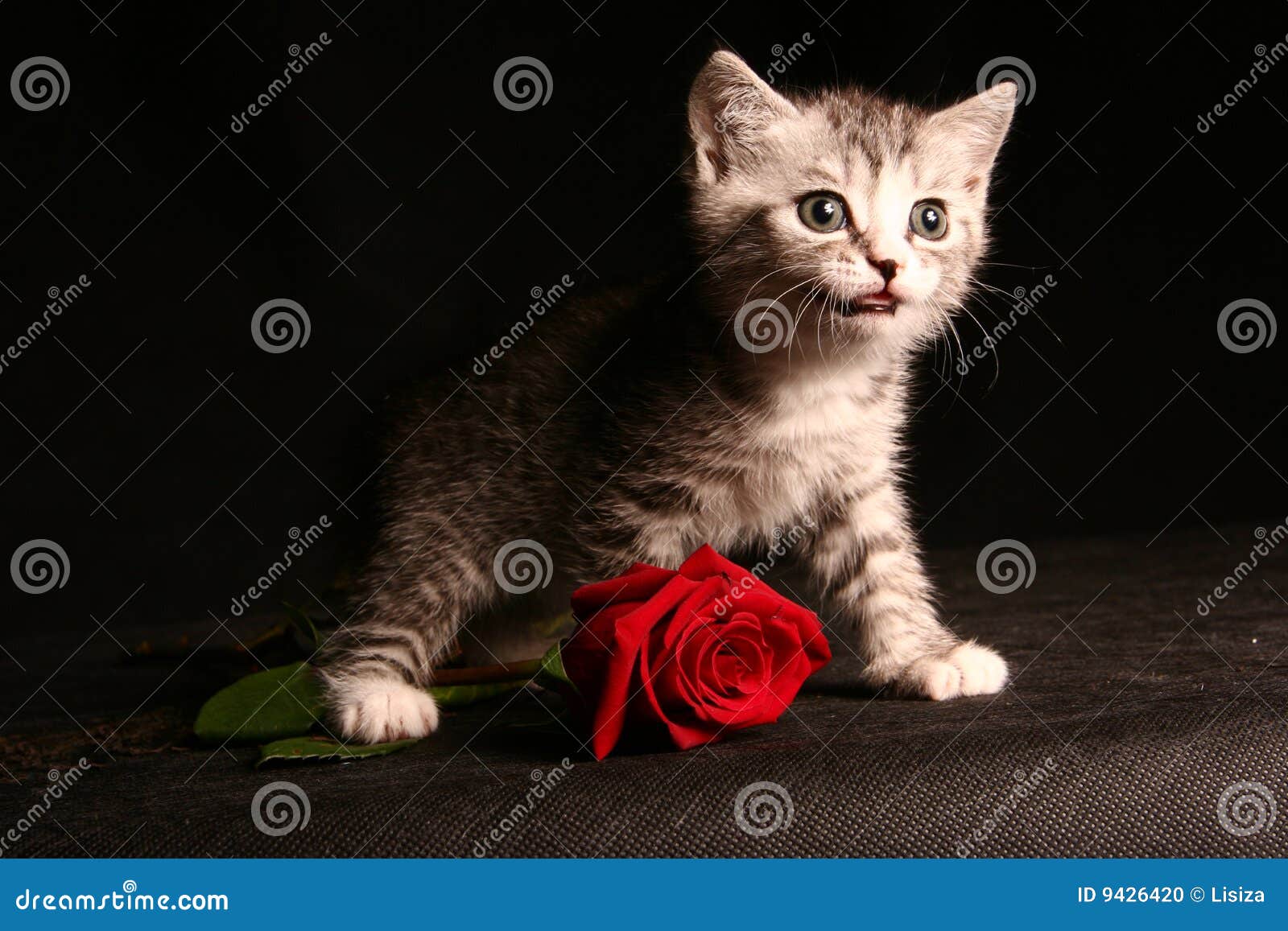 Little cat with red rose stock photo. Image of domestic - 9426420