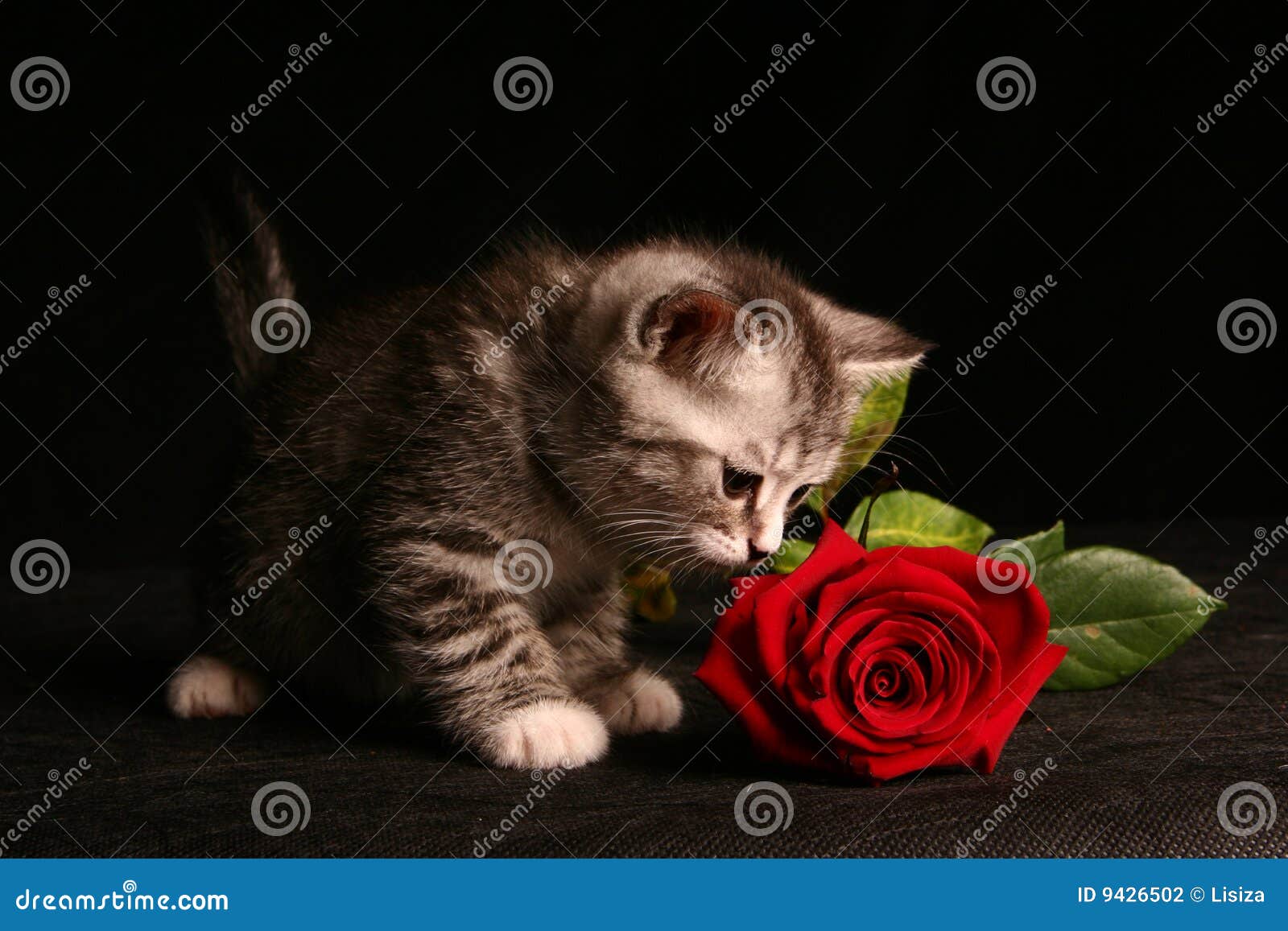 Little cat with red rose stock photo. Image of shot, beautiful - 9426502
