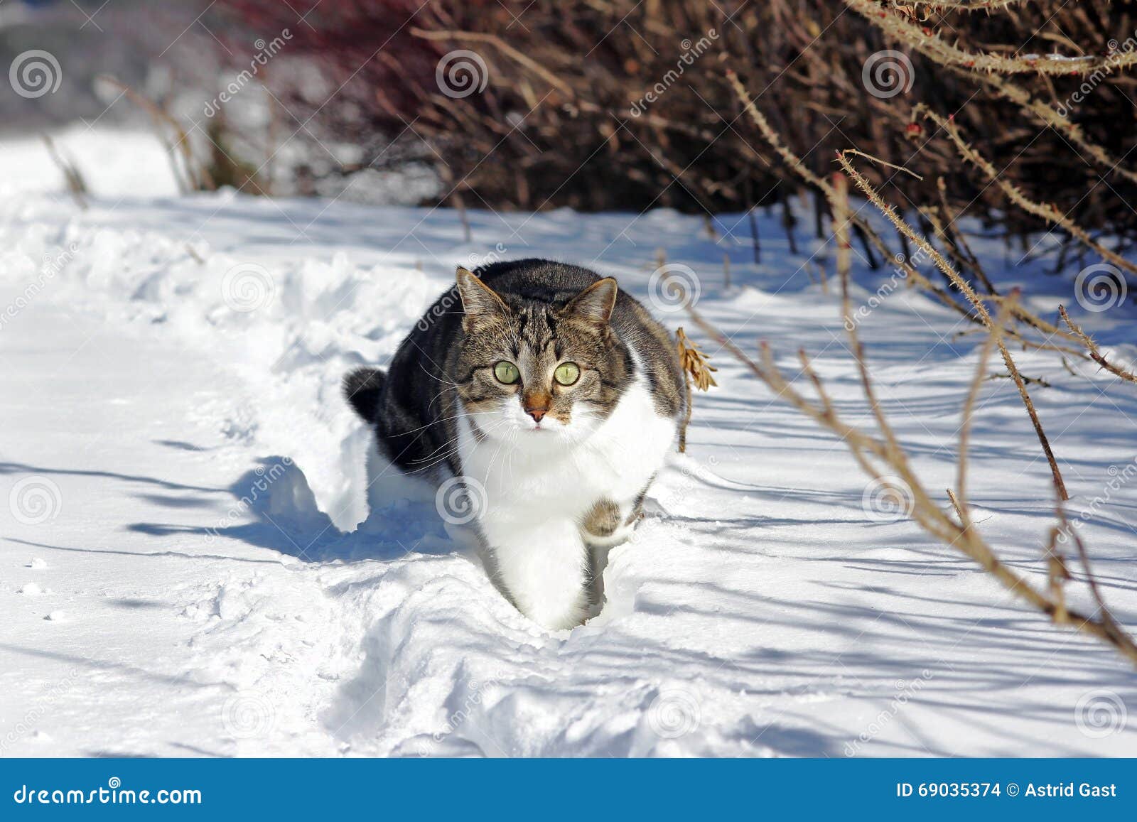 Little Cat Running through the Snow Stock Photo - Image of look, play ...
