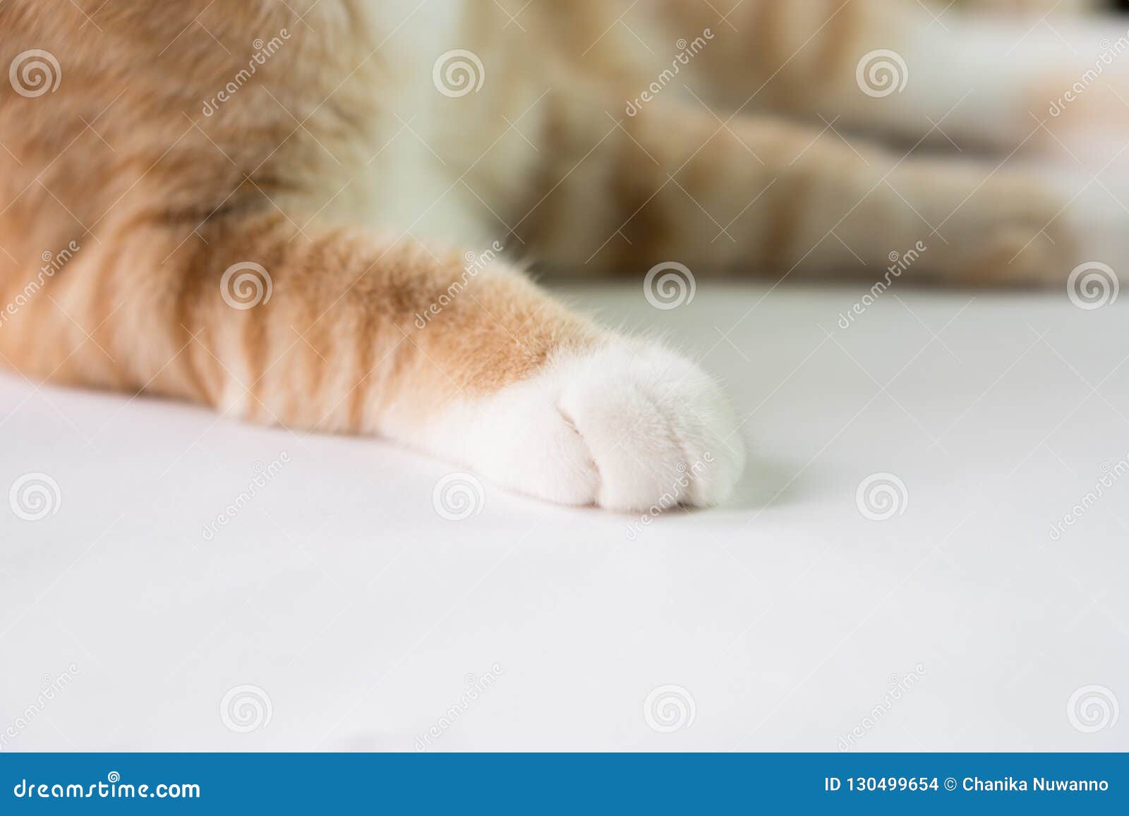 Little Cat`s Legs Look Cute. Stock Photo - Image of furry, animal ...