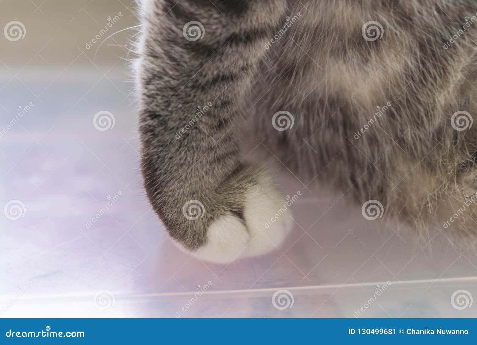 Little Cat`s Legs Look Cute. Stock Image - Image of mammal, domestic ...