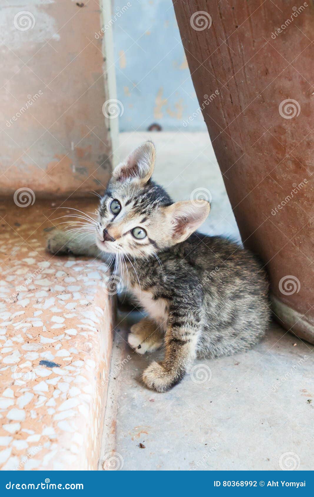 Little Cat Sitting in One of Towns. Stock Photo - Image of kitten ...