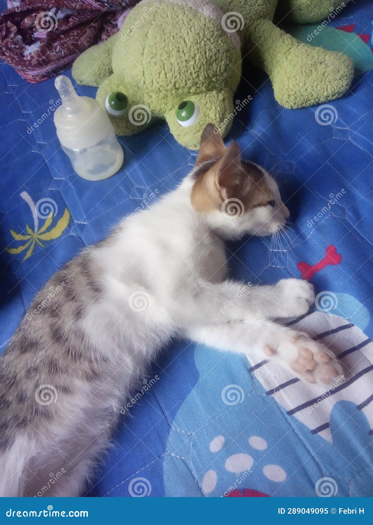Little Cat Sleeping on a Blue Bed Stock Image - Image of kitten, blue ...
