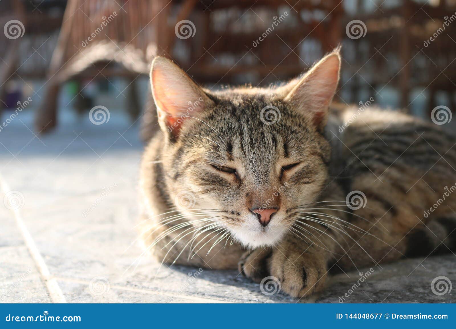 Little Cat are Sleeping on the Sunny Day Stock Image - Image of cute ...