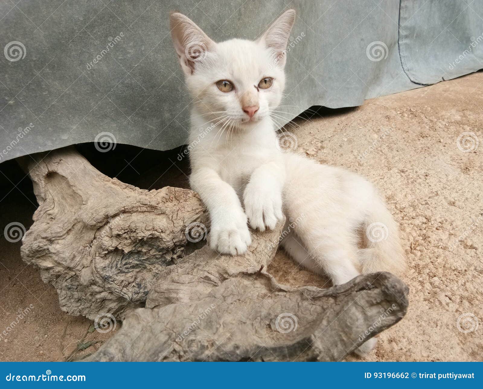 A little cat and stumps stock photo. Image of little - 93196662