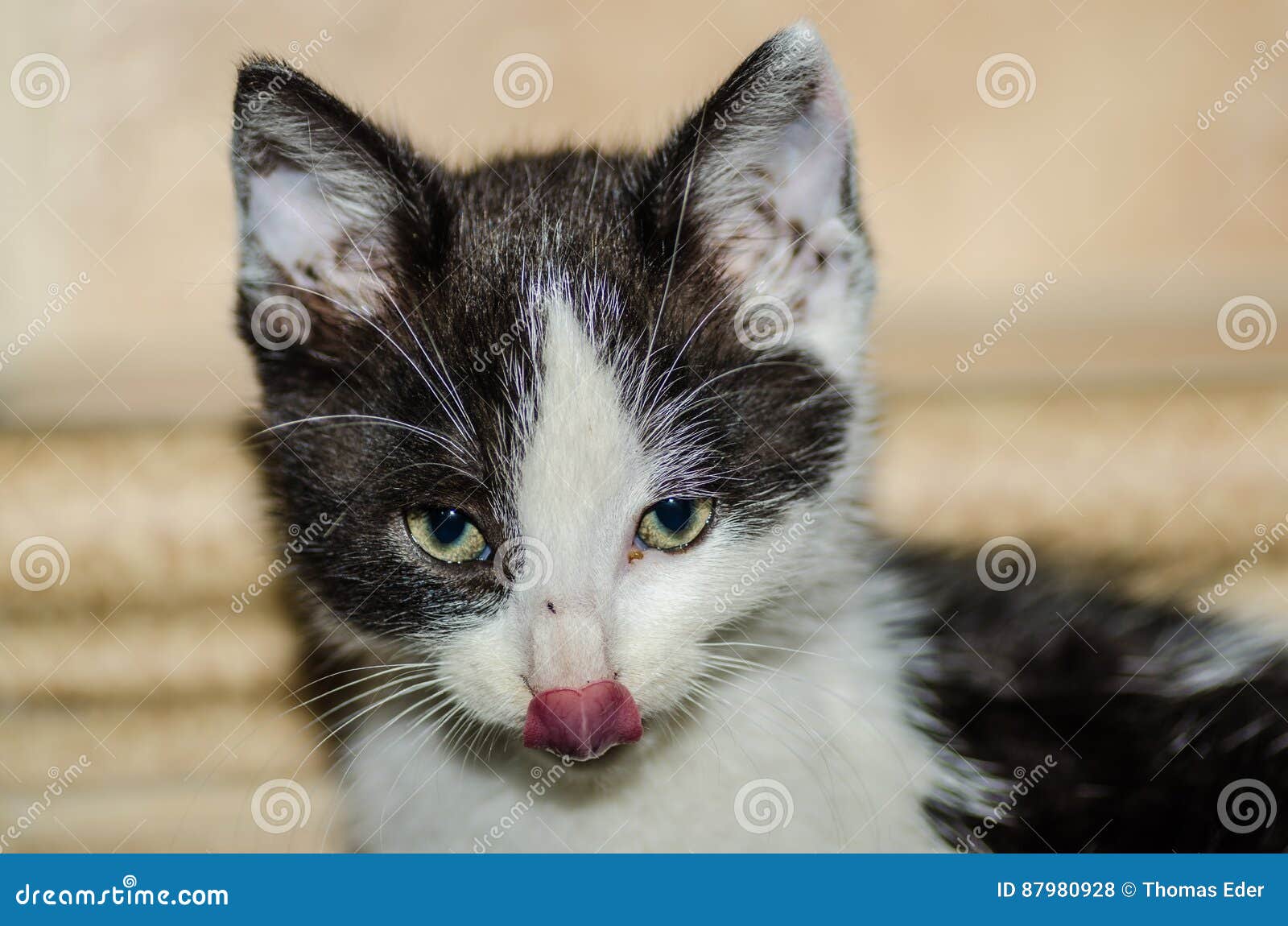 Little cat tongue stock photo. Image of small, tail, young - 87980928