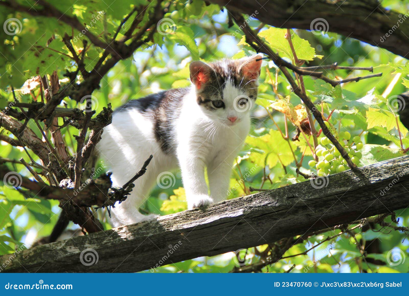 A little cat in a tree stock photo. Image of feed, family - 23470760