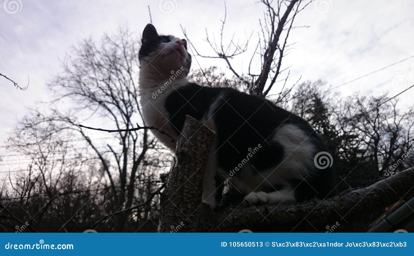 Cute cat up in the tree stock image. Image of forest - 105650513