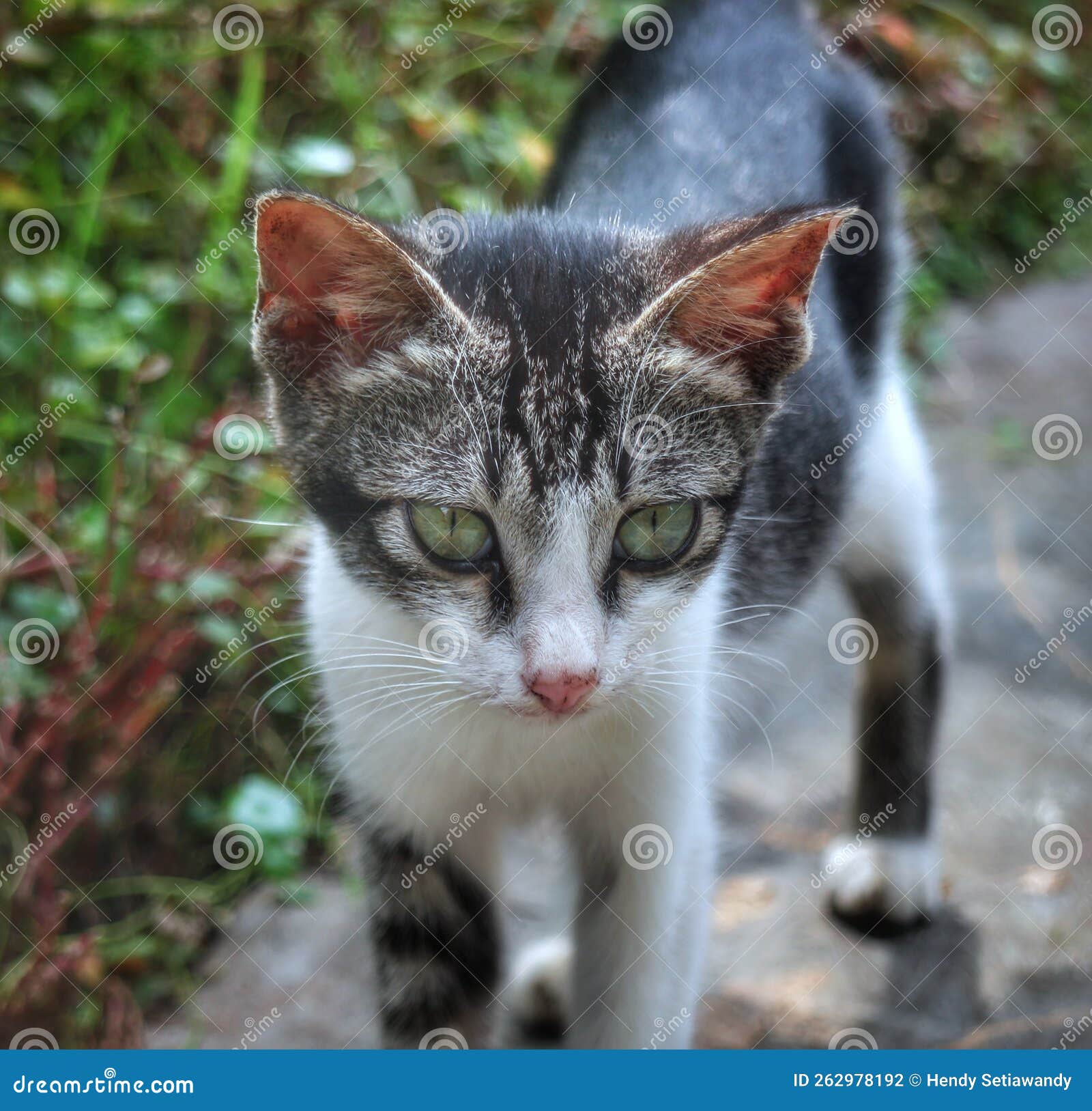 Little cat walking alone stock photo. Image of grass - 262978192