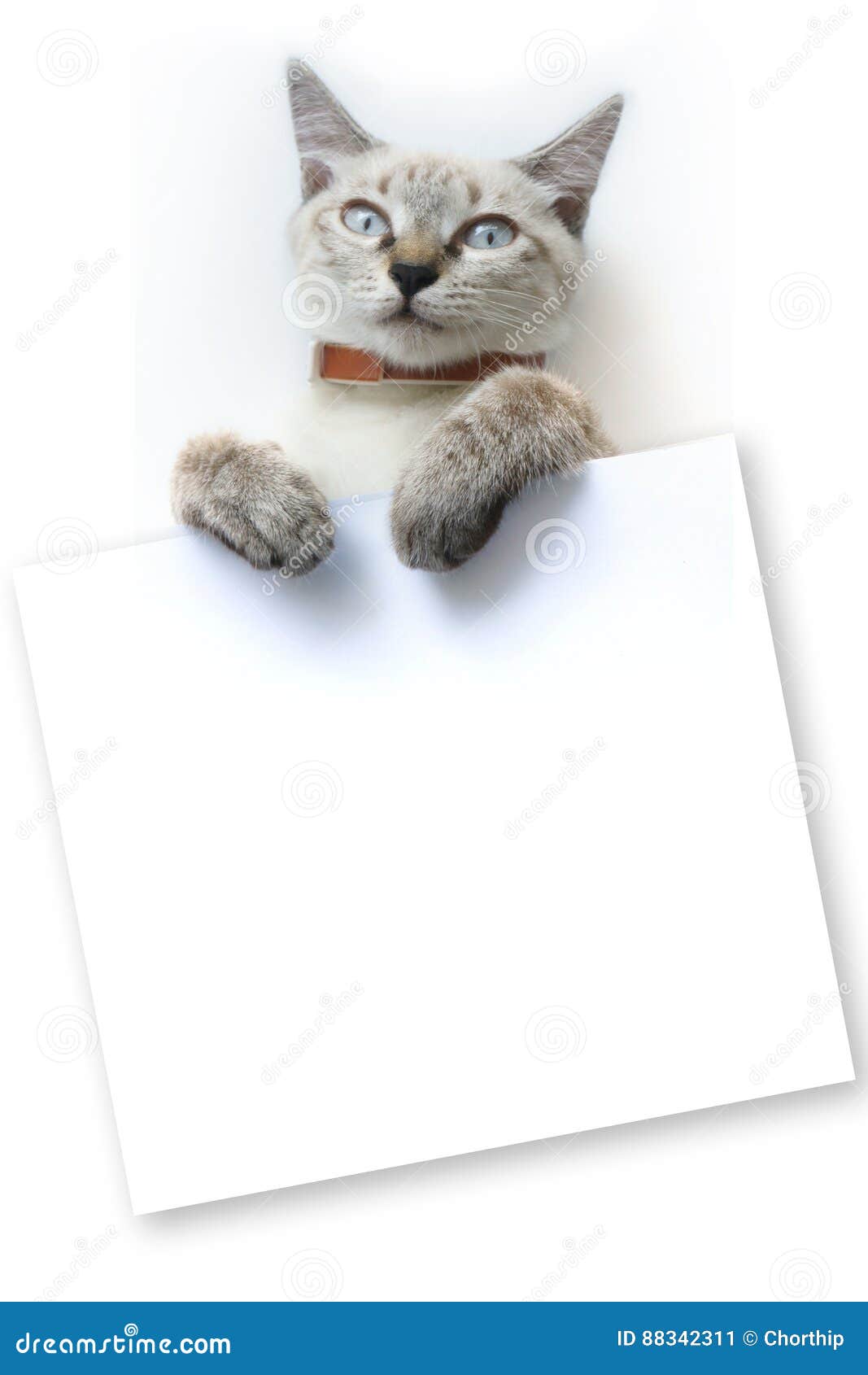 Little cat with whiteboard stock image. Image of domestic - 88342311