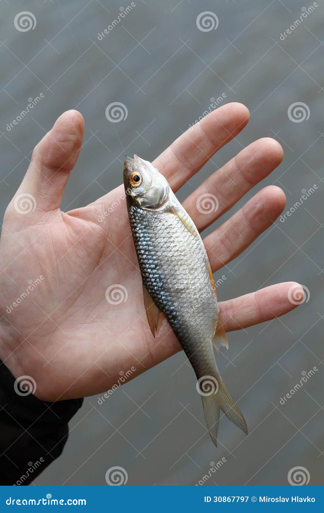 Little catch stock image. Image of flipper, aquatic, fishingline - 30867797