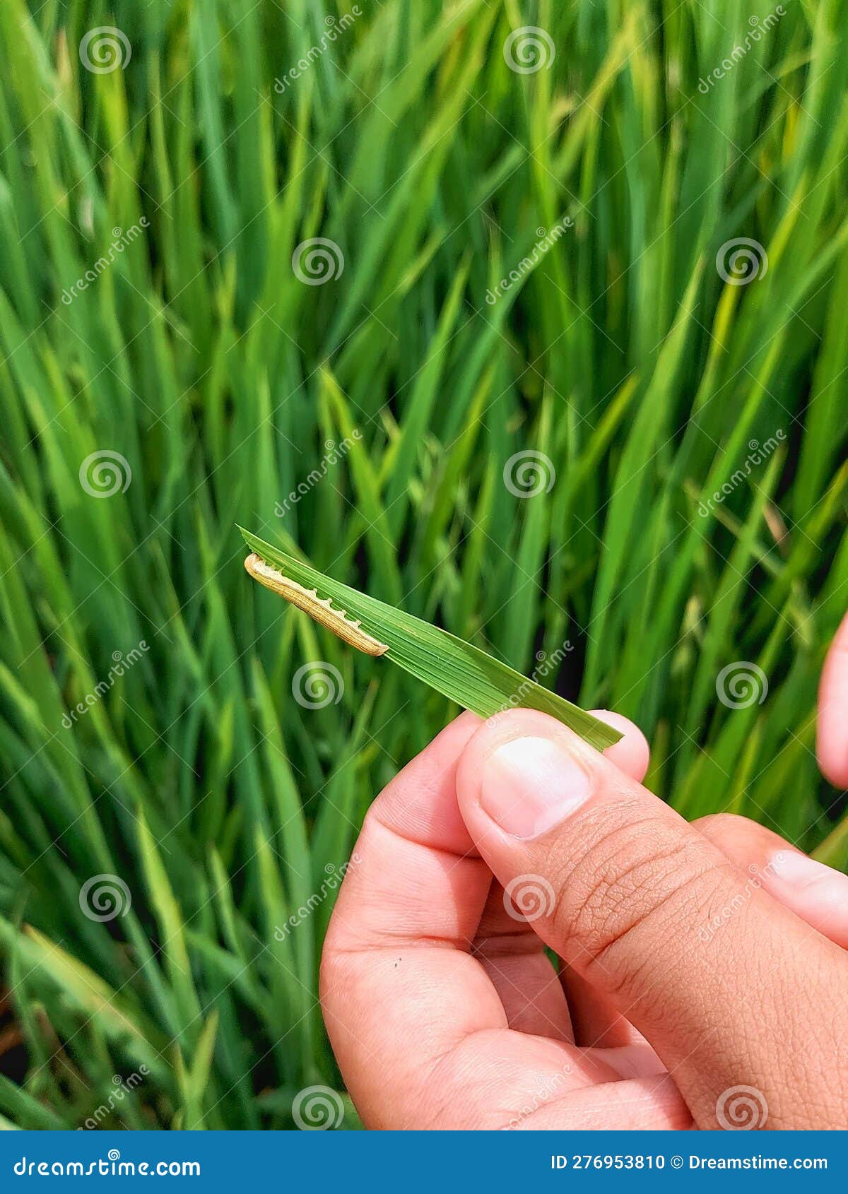 A Little Caterpillar is Eating Paddy& X27;s Leaf before Become a Moth ...