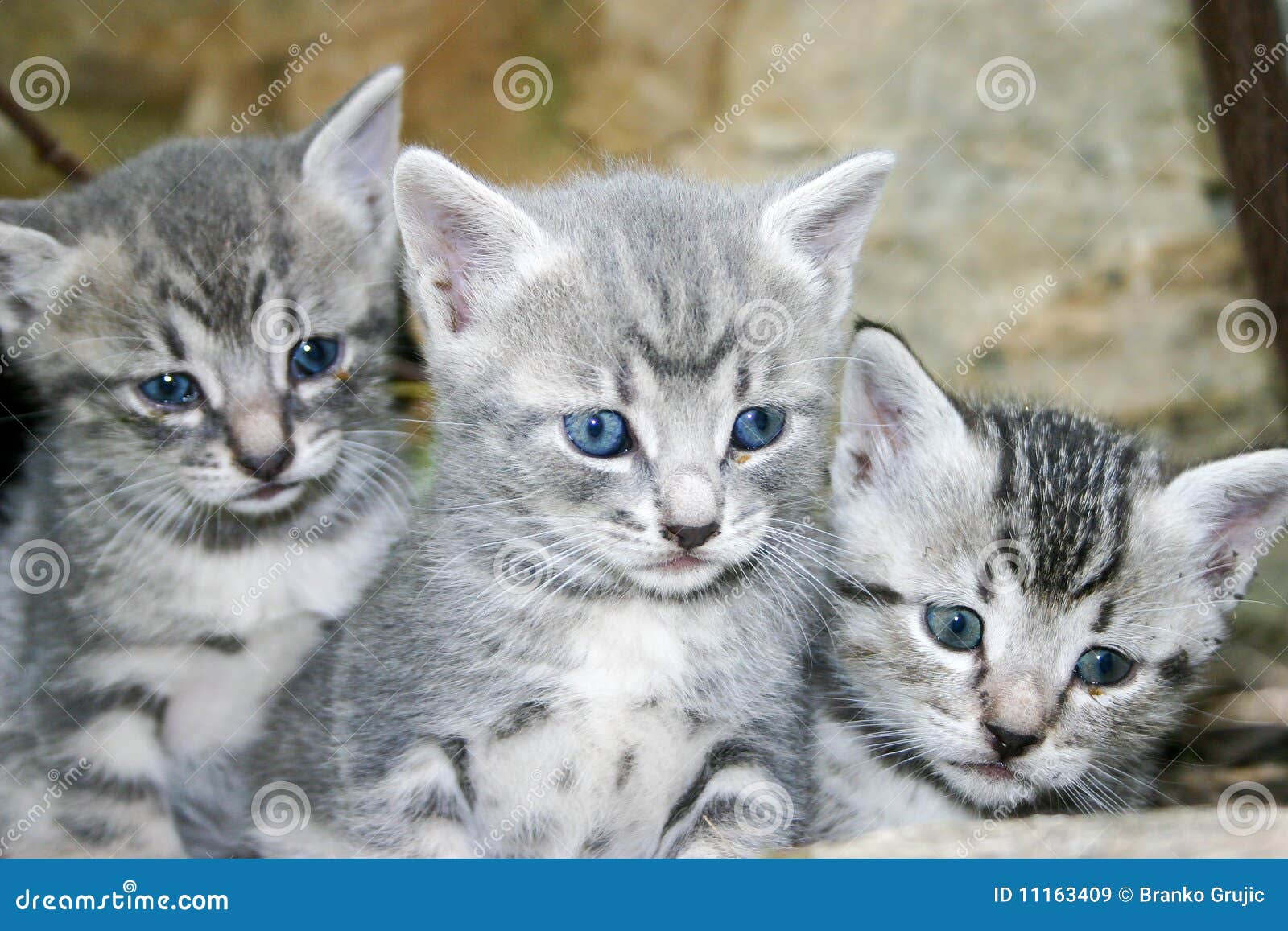 Little cats stock image. Image of ears, compassion, domestic - 11163409