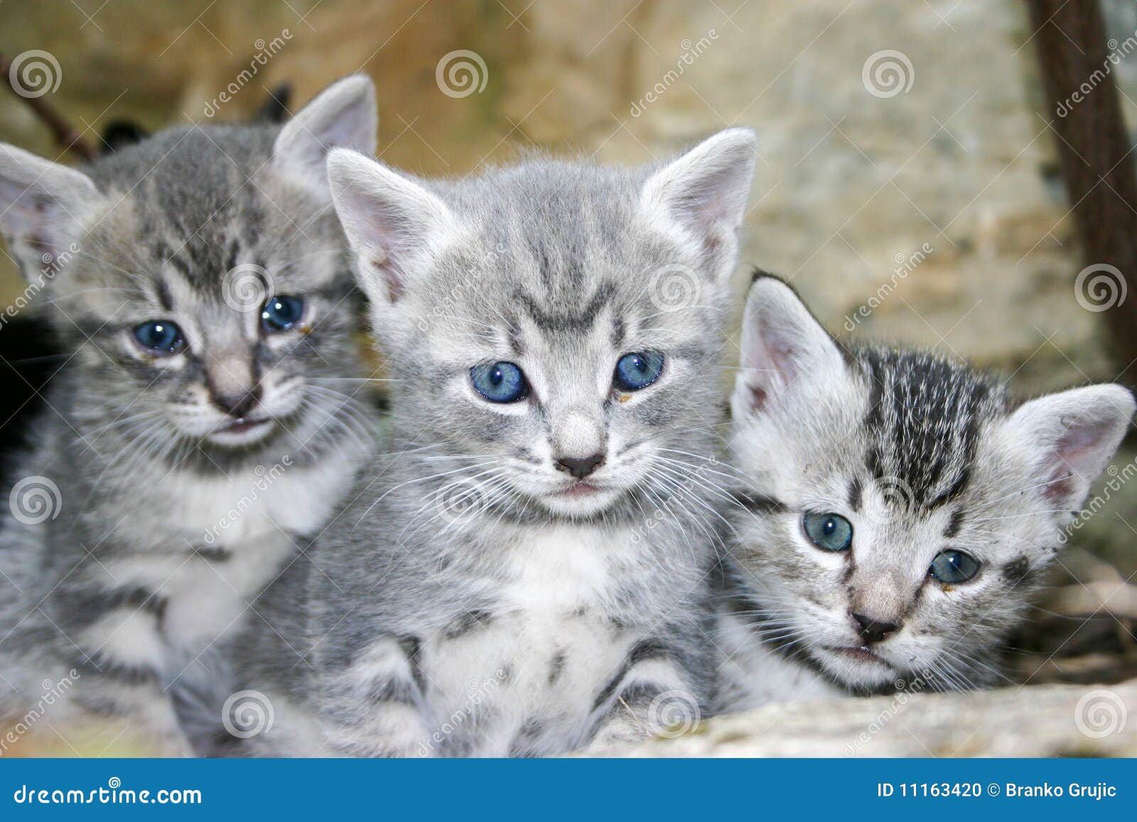 Little cats stock photo. Image of explore, feline, furry - 11163420