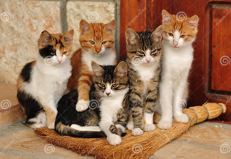 Little cats stock image. Image of kitten, yard, catus - 20284533