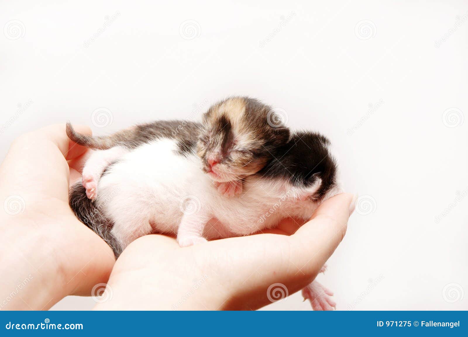Little Cats stock image. Image of animal, wildlife, cute - 971275