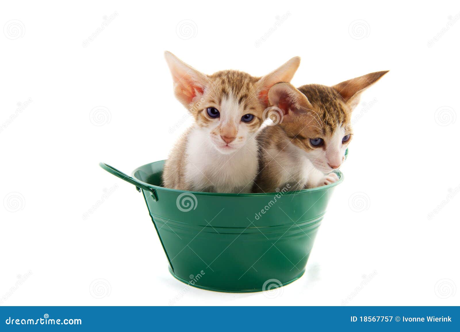 Little Cats in Green Bucket Stock Image - Image of basket, pair: 18567757