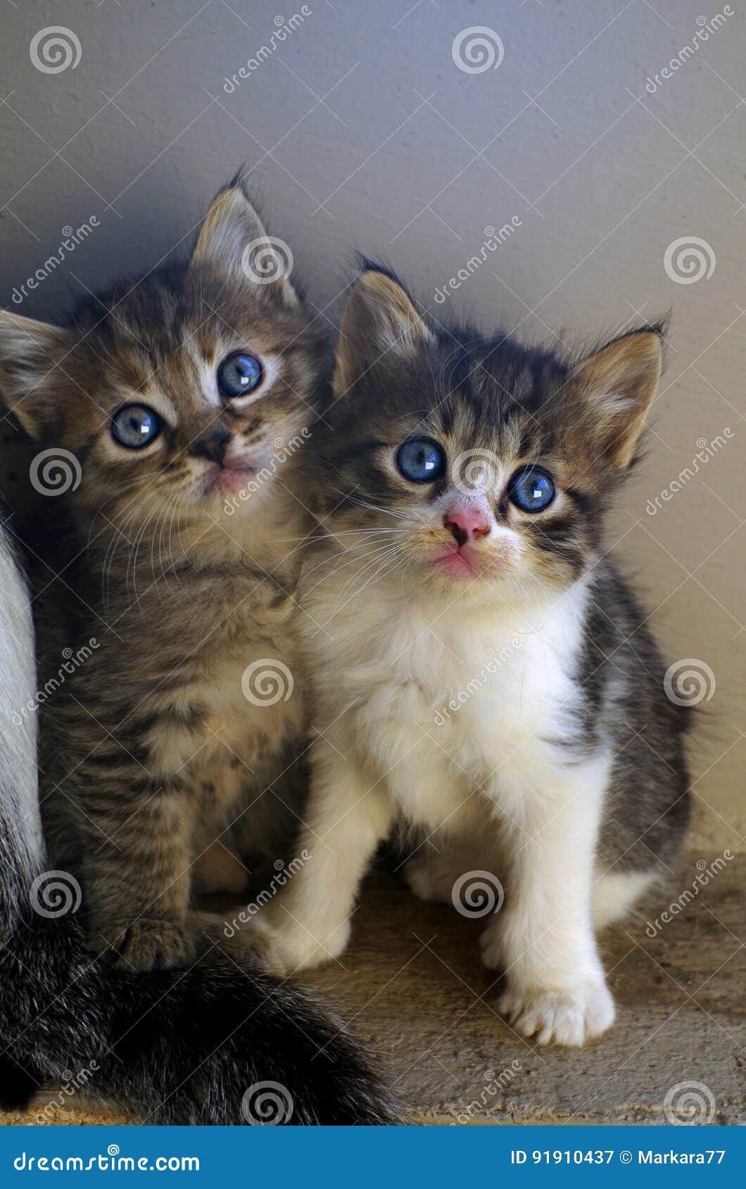 Two Cats Are Standing In The Room In Front Of The Open Door And Royalty ...