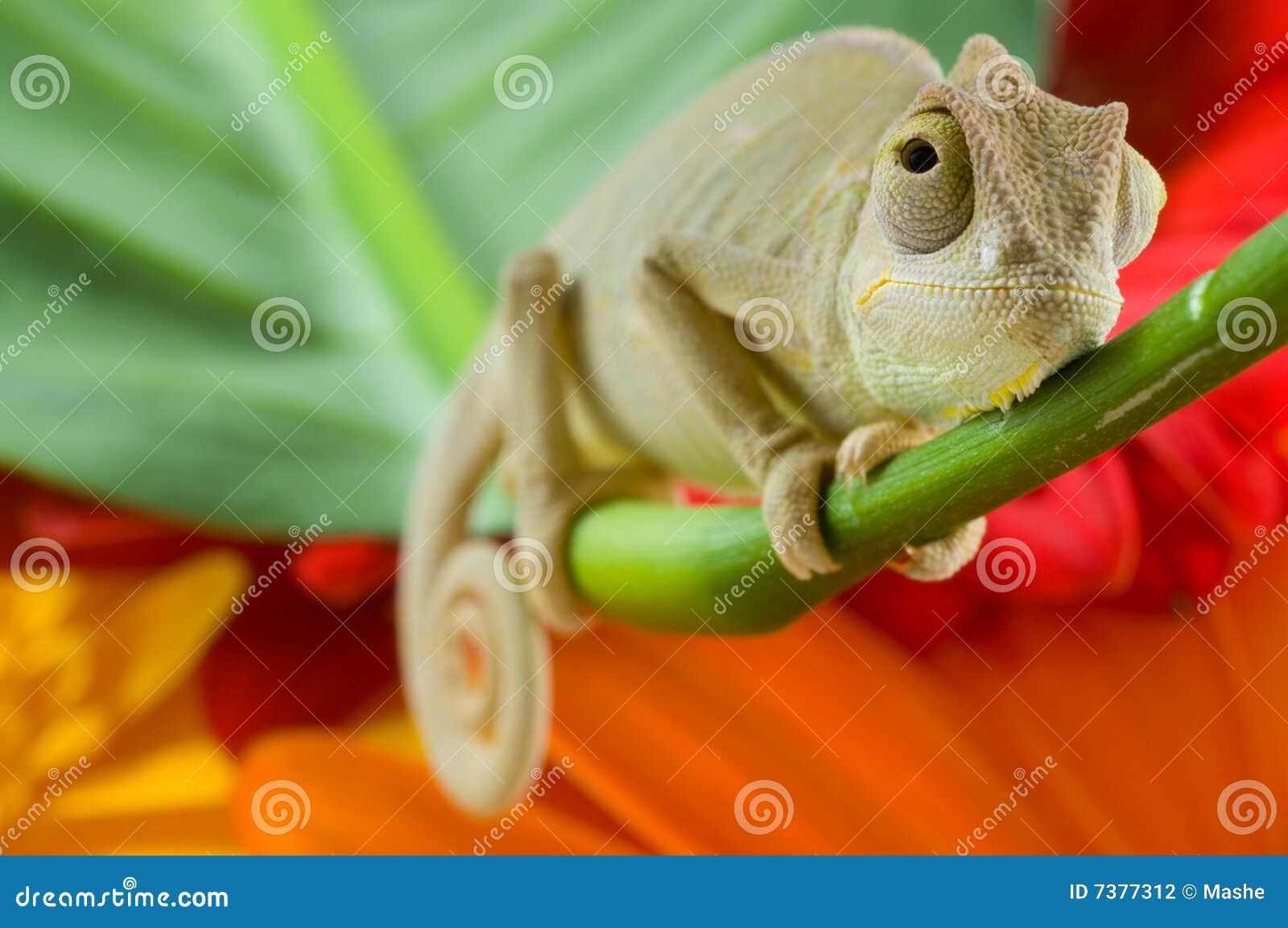 Little chameleon stock photo. Image of exotic, leaves - 7377312