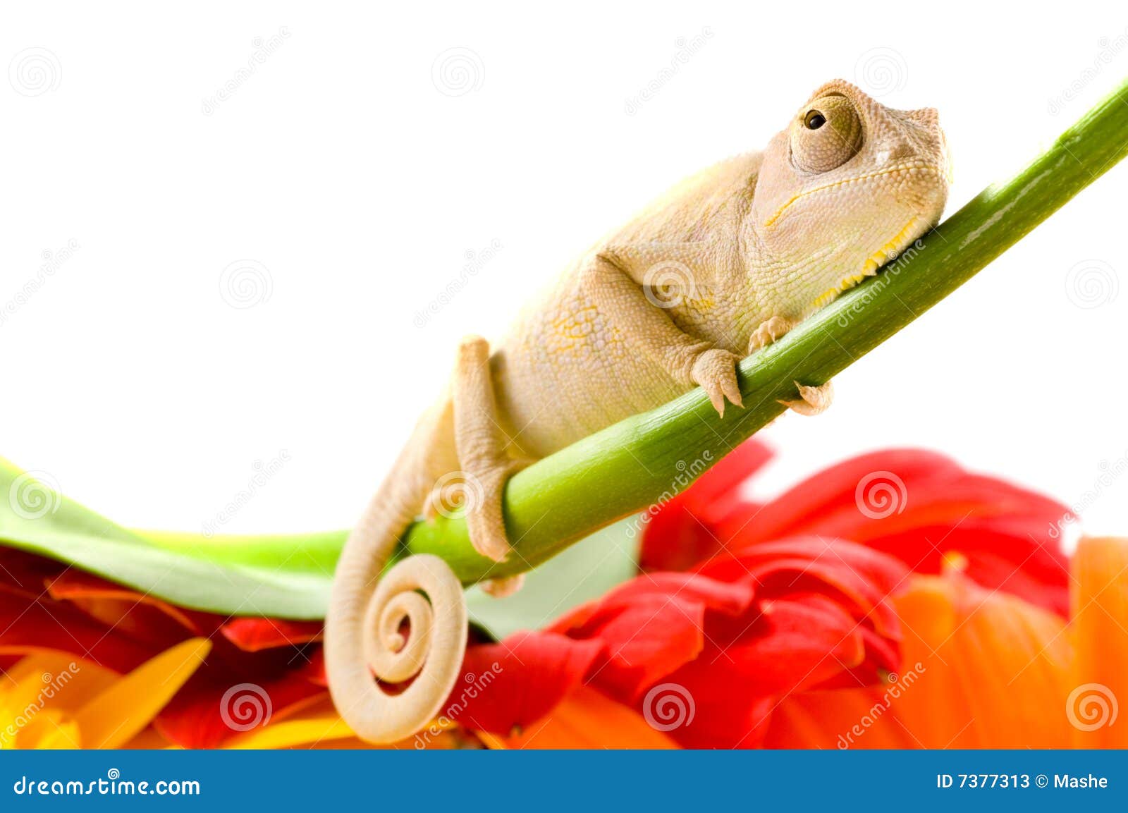 Little chameleon stock image. Image of leaves, gerber - 7377313