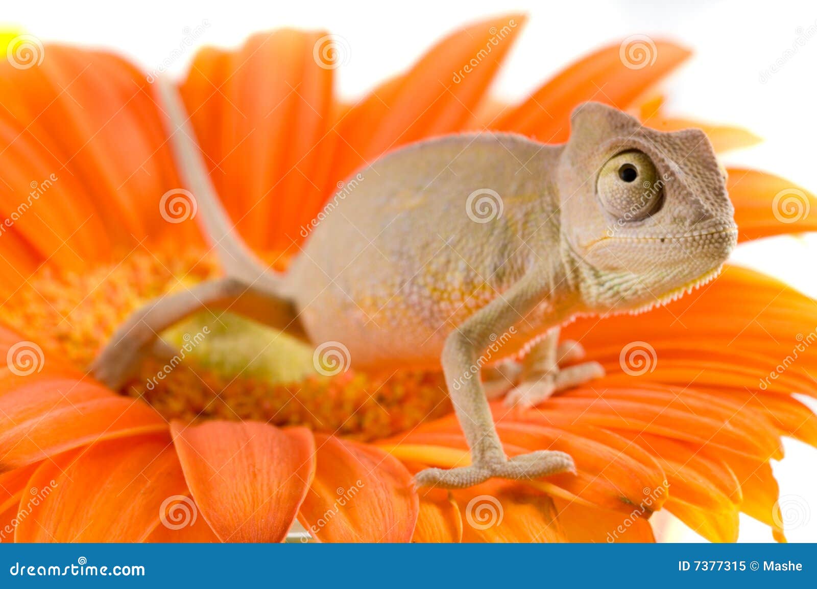 Little chameleon stock image. Image of beautiful, herp - 7377315