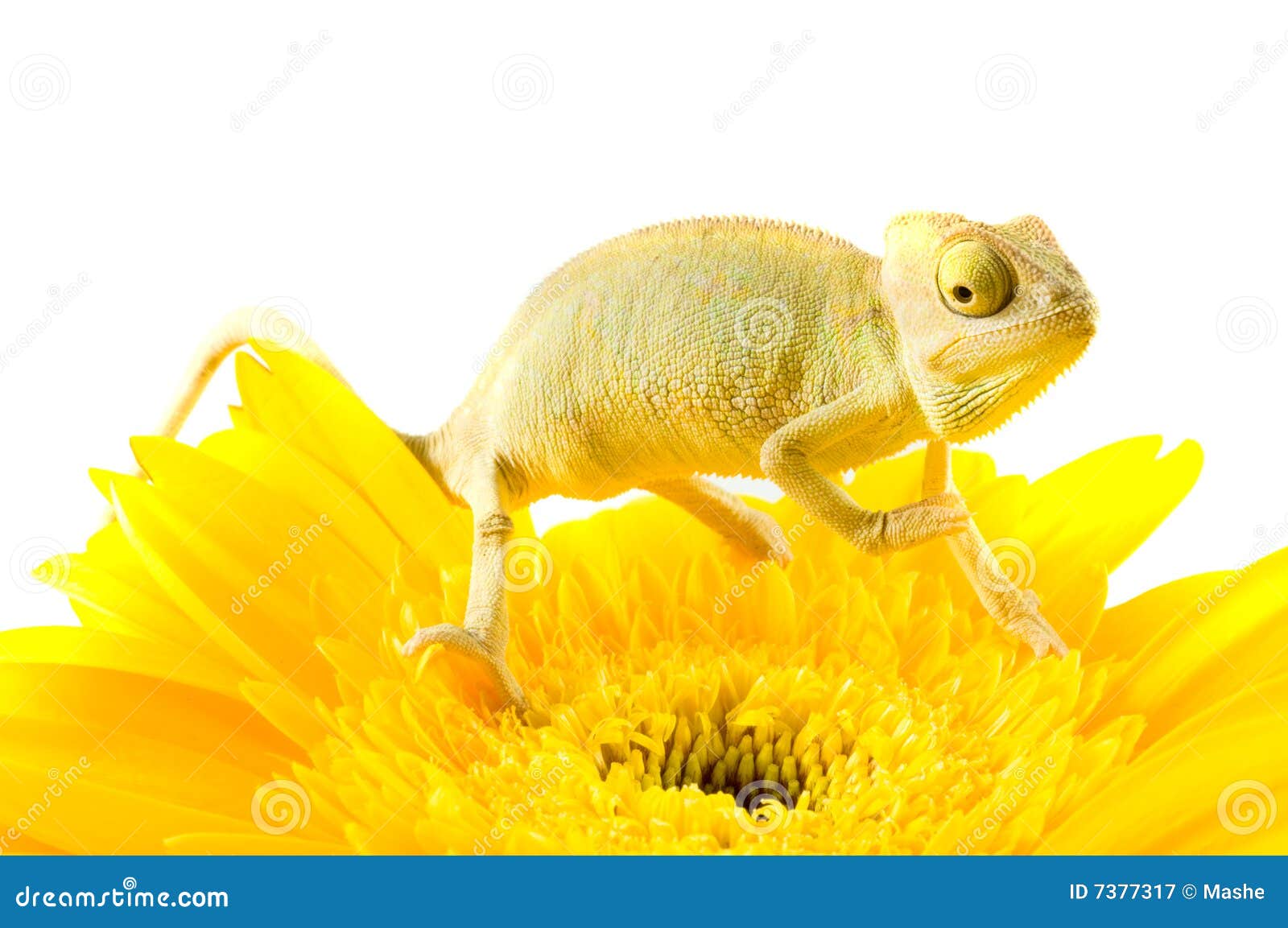 Little chameleon stock image. Image of emotions, lizard - 7377317