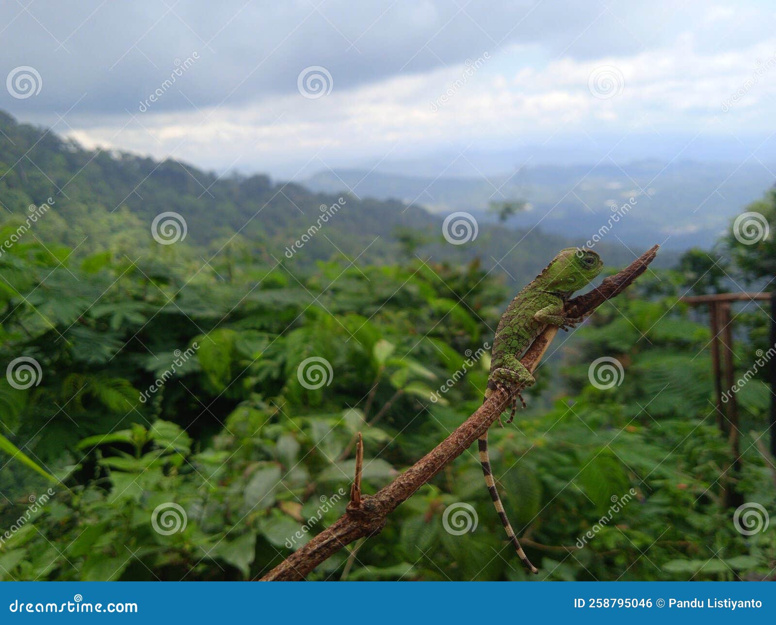 Little Chameleon on a Branch Stock Photo - Image of branch, animal ...
