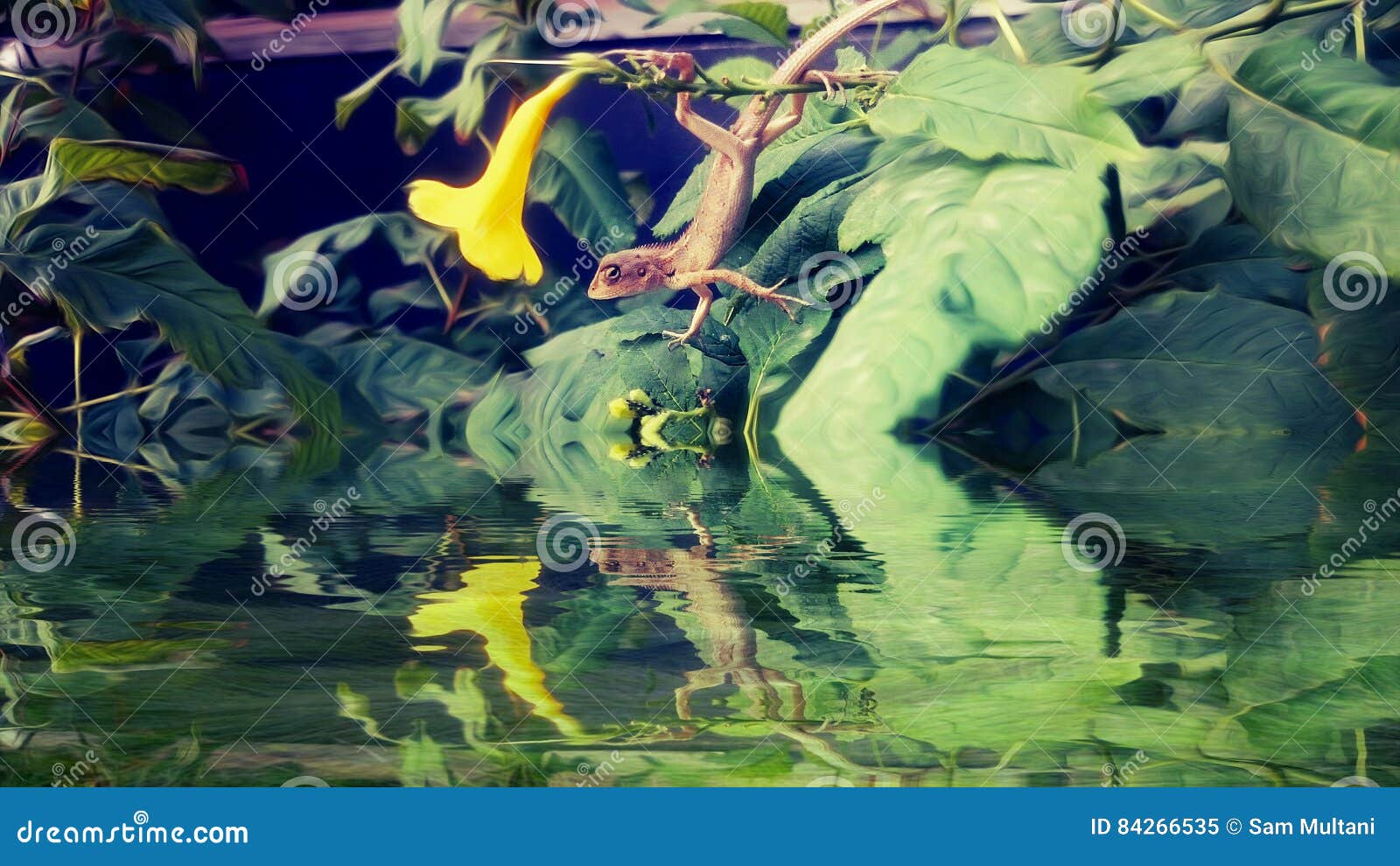 Little chameleon stock image. Image of water, chameleon - 84266535