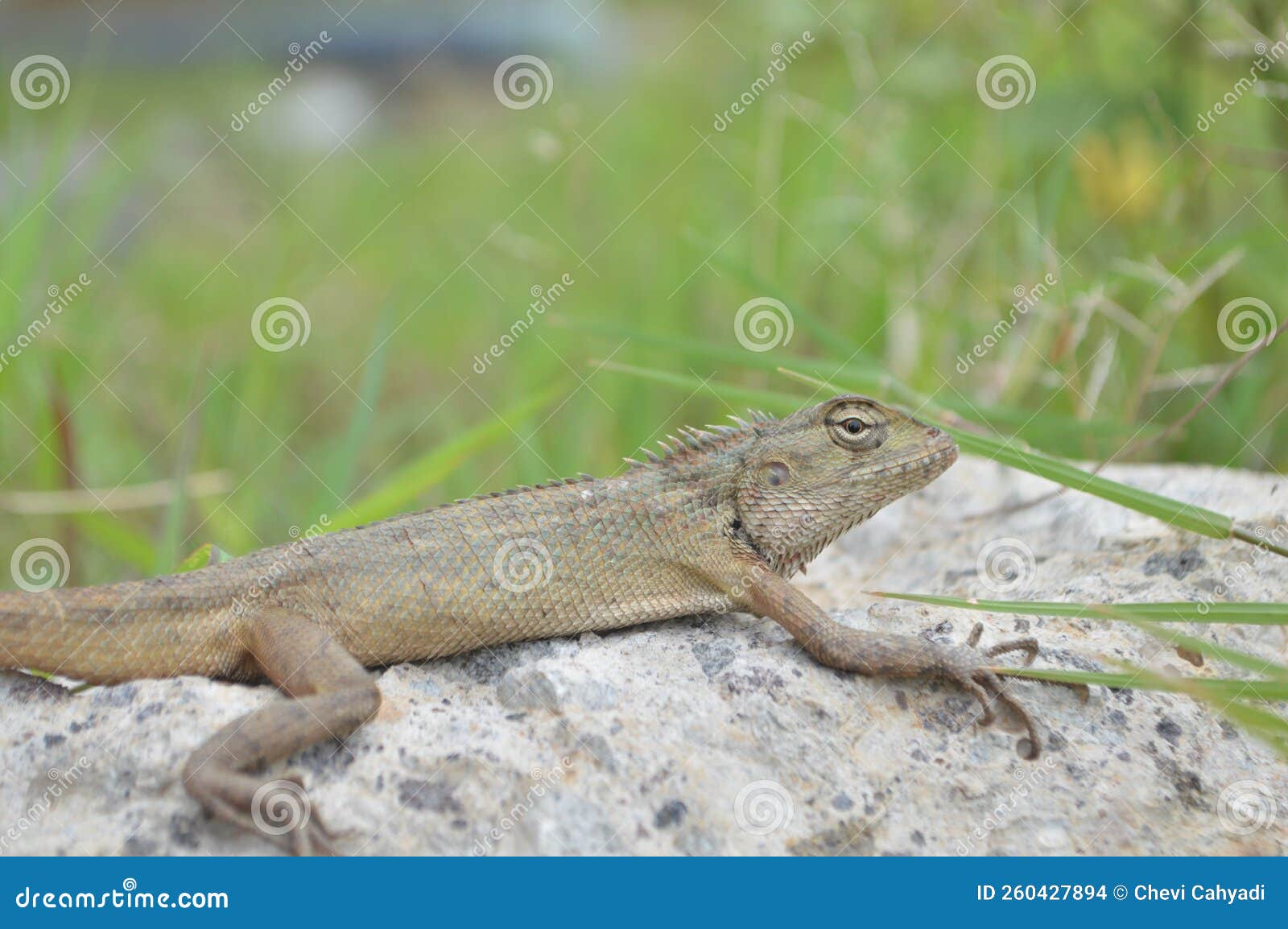 Bunglon Taman (Calotes Versicolor) Stock Photo - Image of animal ...
