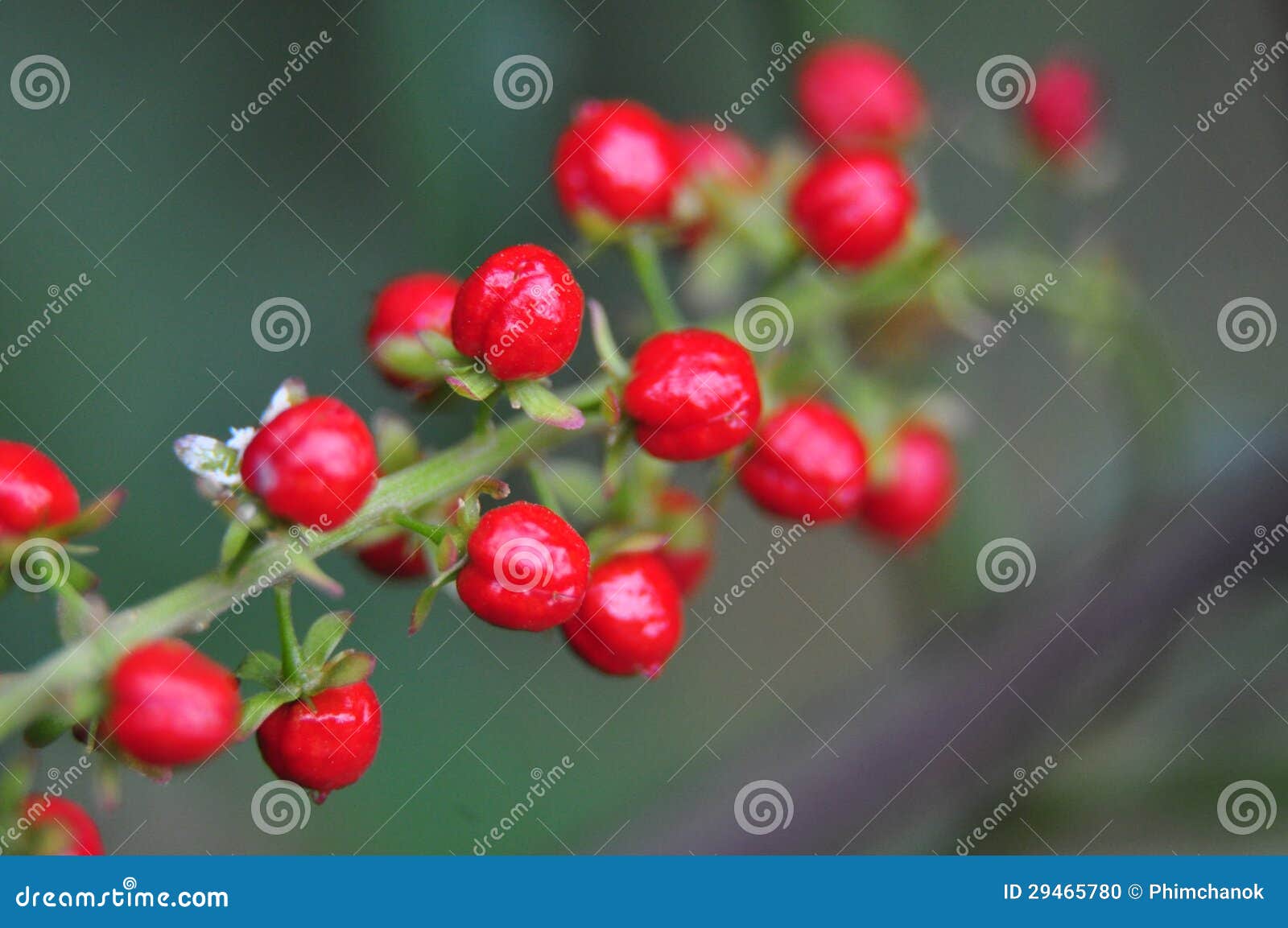 Little cherry stock photo. Image of perfect, group, nature - 29465780