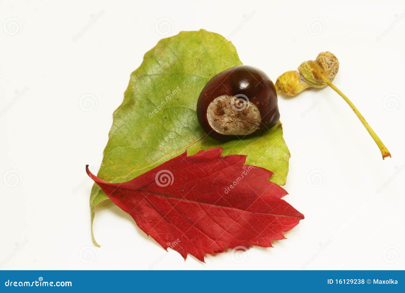 Little chestnut stock photo. Image of peel, tree, unopened - 16129238