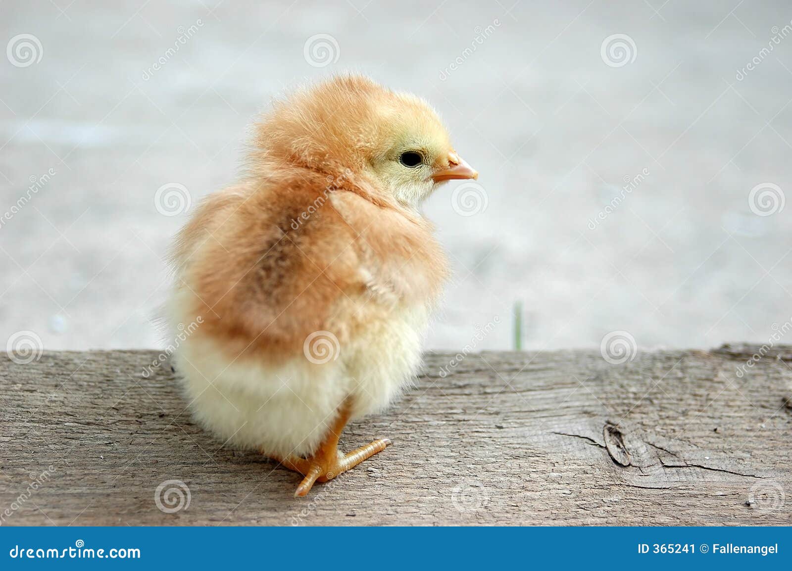 Little chick stock image. Image of orange, fluffy, wood - 365241