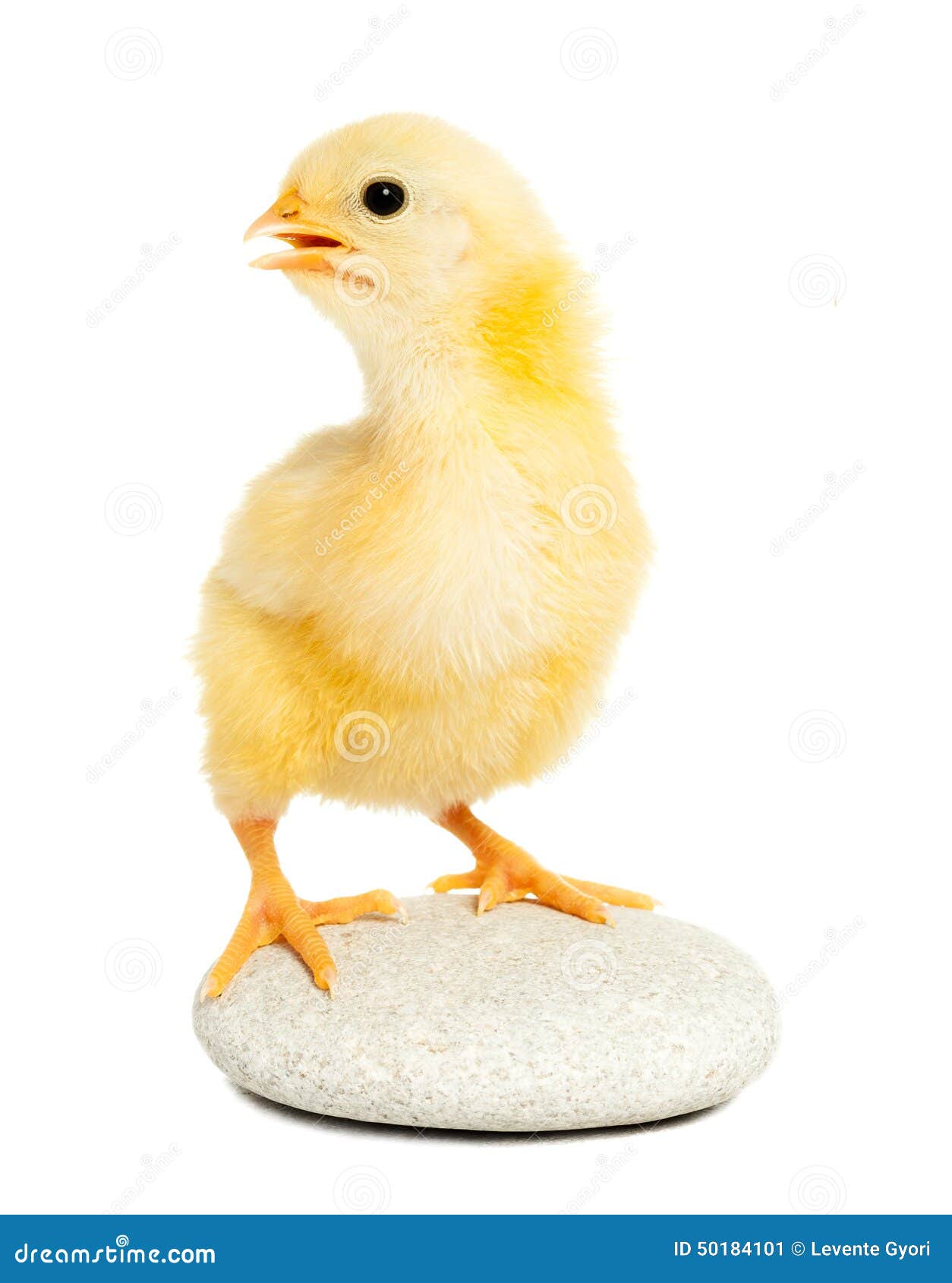 Little Chick Animal Isolated Stock Image - Image of easter, fleece ...