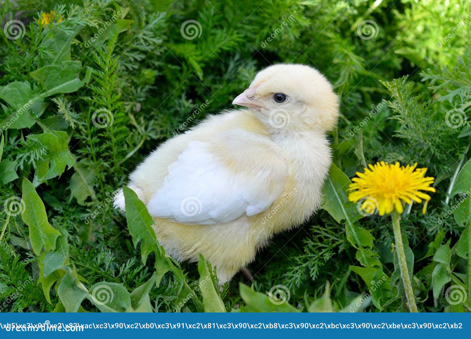 Little chick stock image. Image of tiny, livestock, cute - 58210097