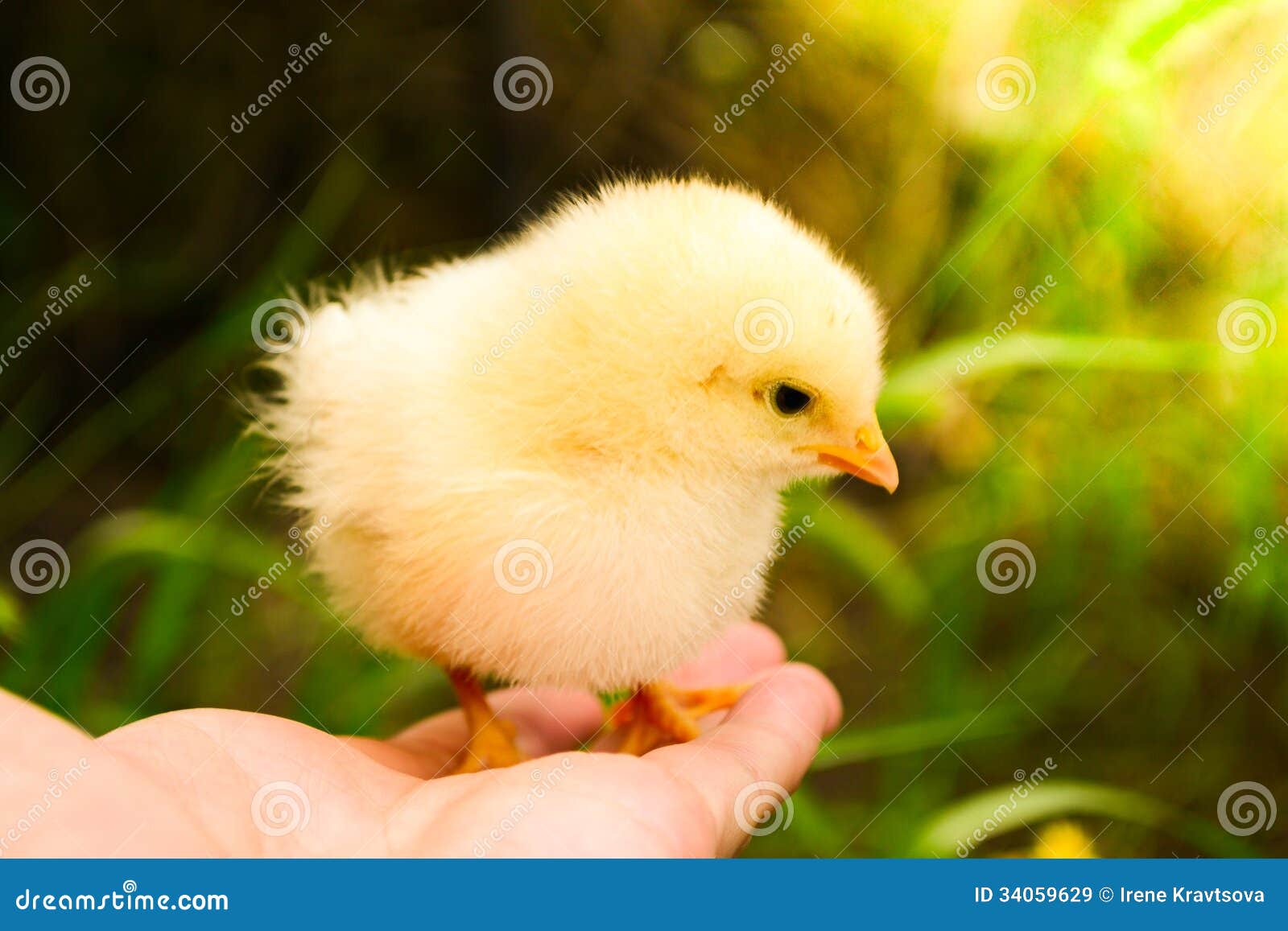 Little chick stock image. Image of shell, fluffy, studio - 34059629