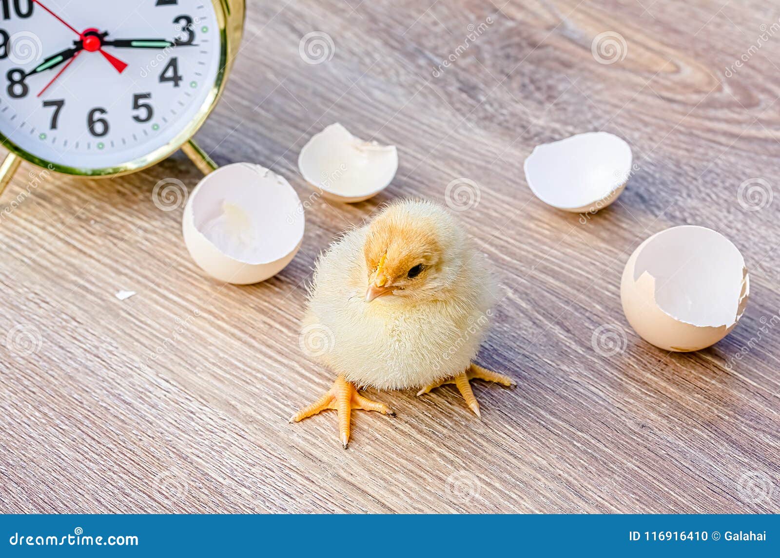 Little Chick, Eggshell and Alarm Clock on the Table Stock Photo - Image ...