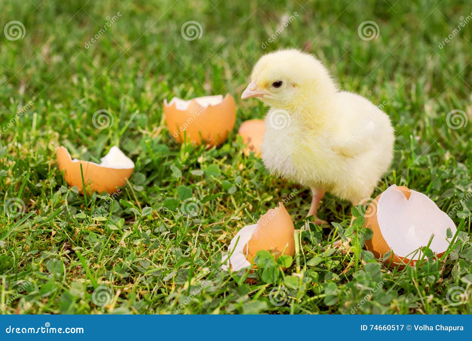 Little Chick with Eggshell on the Grass. Stock Image - Image of young ...