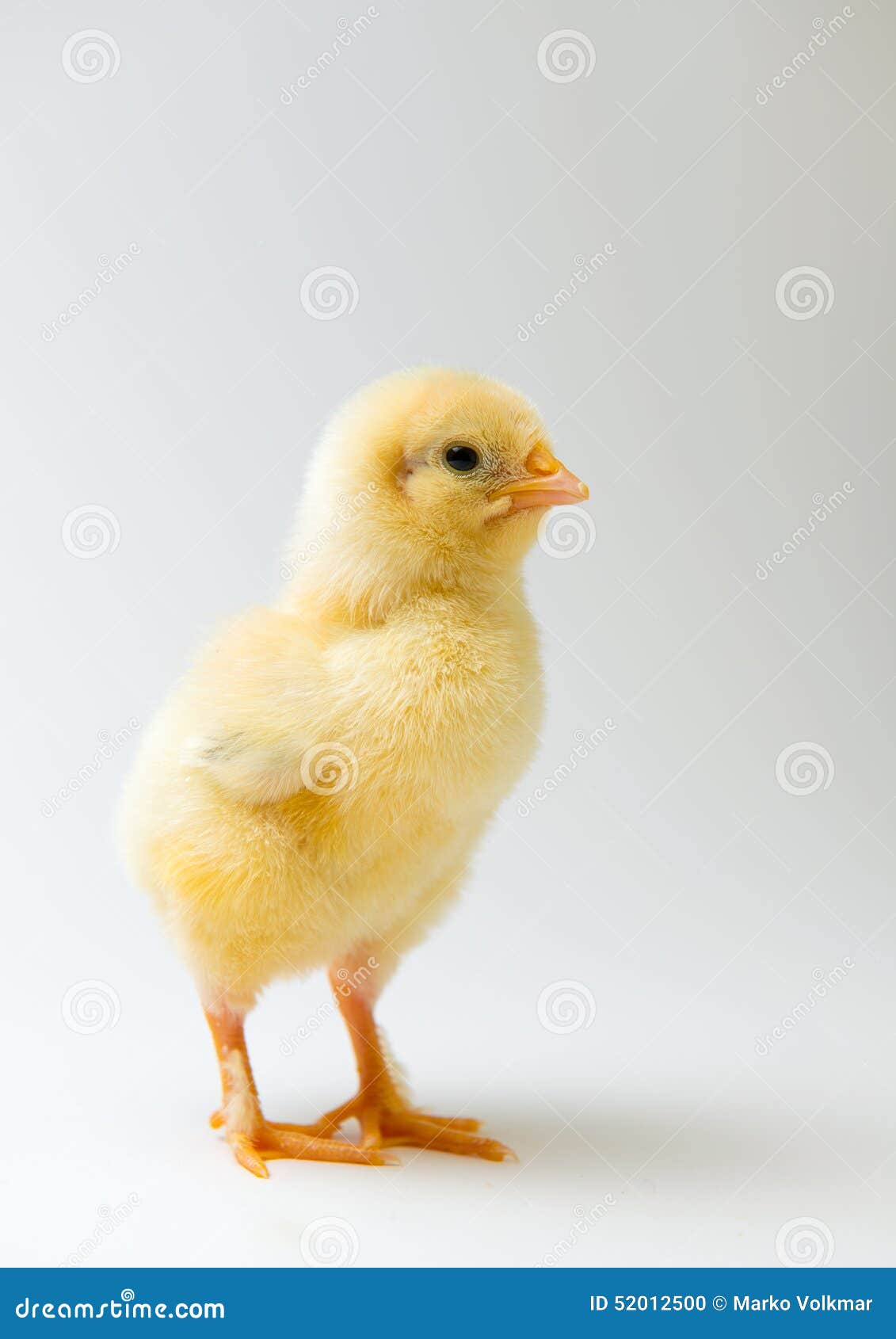 Little Chick Front Bright Background Photos - Free & Royalty-Free Stock ...
