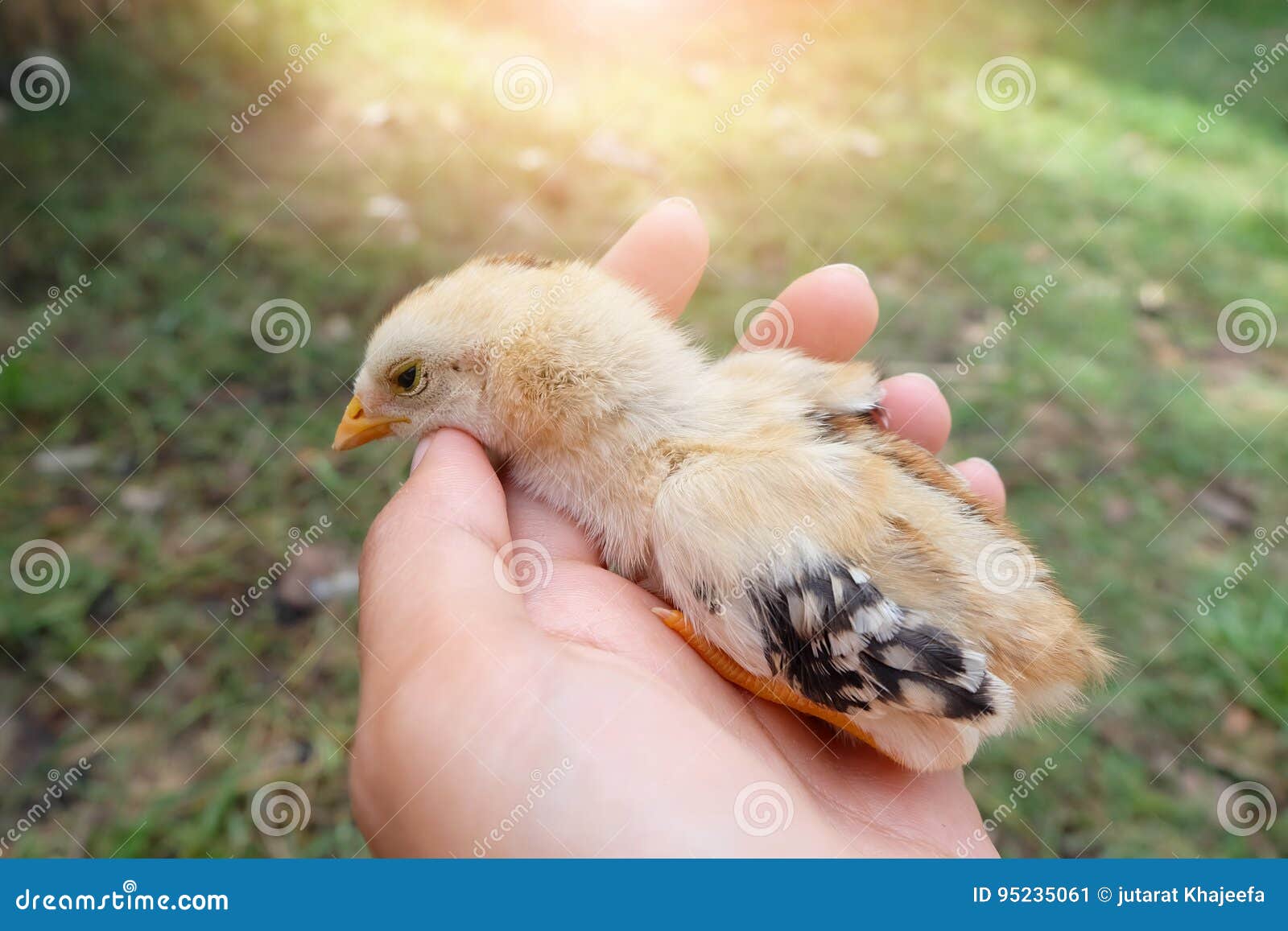 Little Chick in hand. stock image. Image of human, feather - 95235061