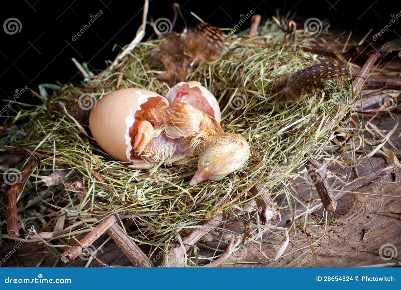 Little chick hatching stock photo. Image of pipping, hatched - 28654324 Little chick hatching stock photo. Image of pipping, hatched - 28654324
