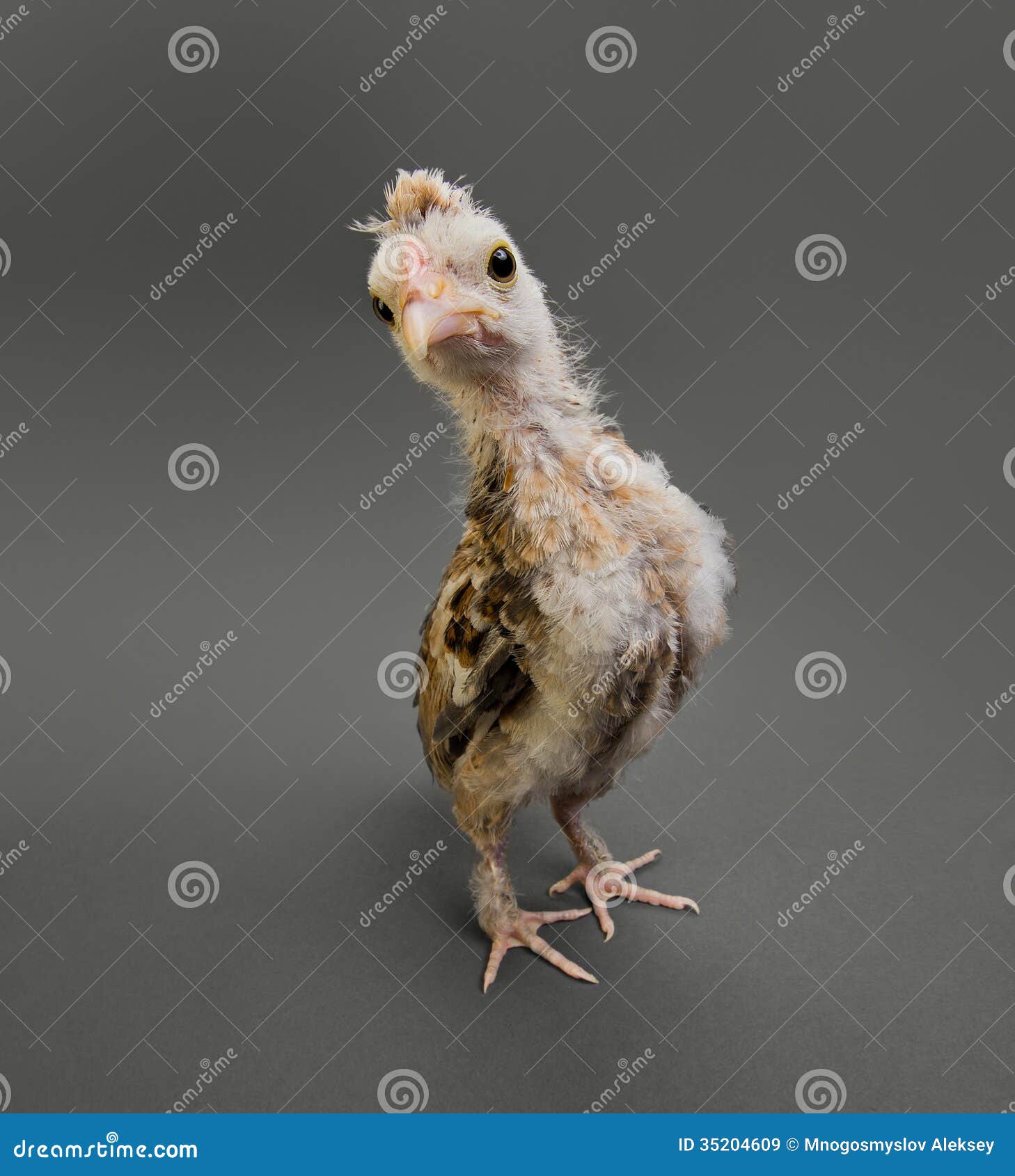 Comose Chick Photos - Free & Royalty-Free Stock Photos from Dreamstime