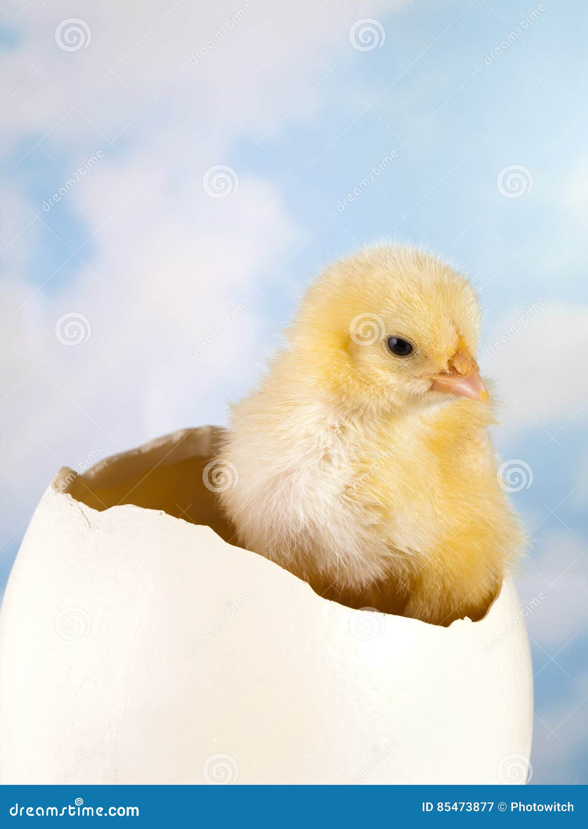 Little Chick in Ostrich Egg Stock Image - Image of little, life: 85473877